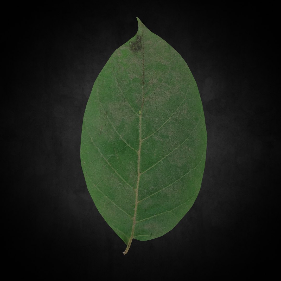 Low Poly Leaf 098 3D - TurboSquid 1852583