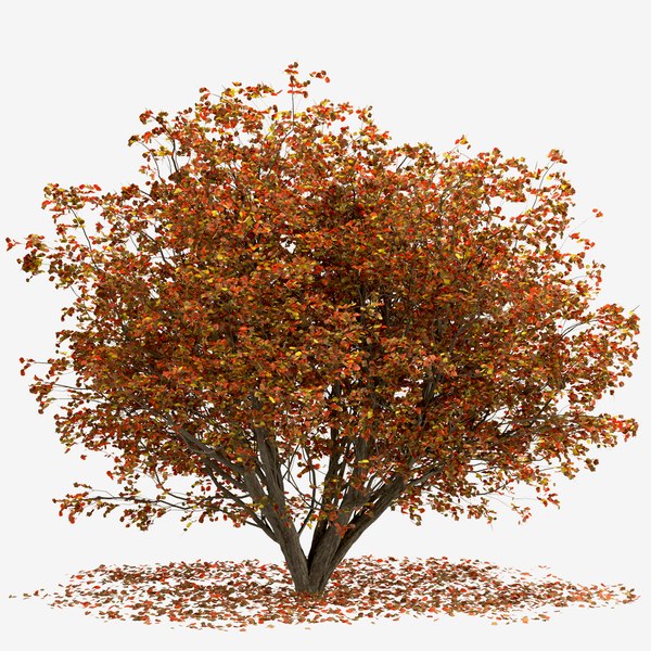 Set of Chinese tallow or Triadica sebifera Tree - 2 Trees 3D ...