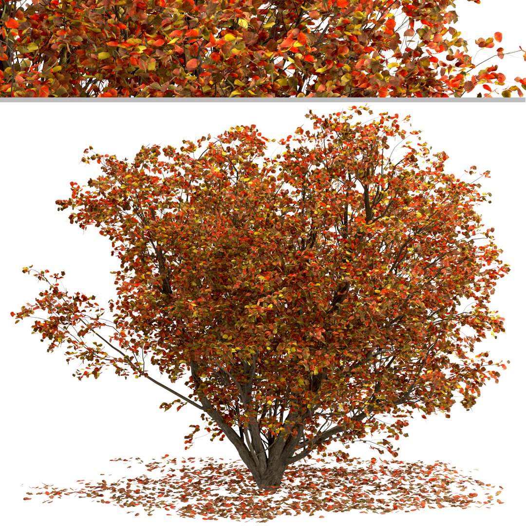 Set of Chinese tallow or Triadica sebifera Tree - 2 Trees 3D ...