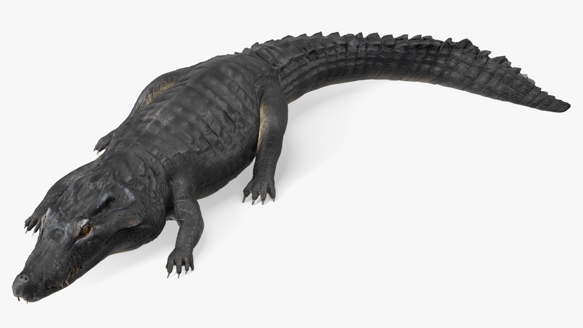 Crawling Black Caiman 3D Model - TurboSquid 2202508