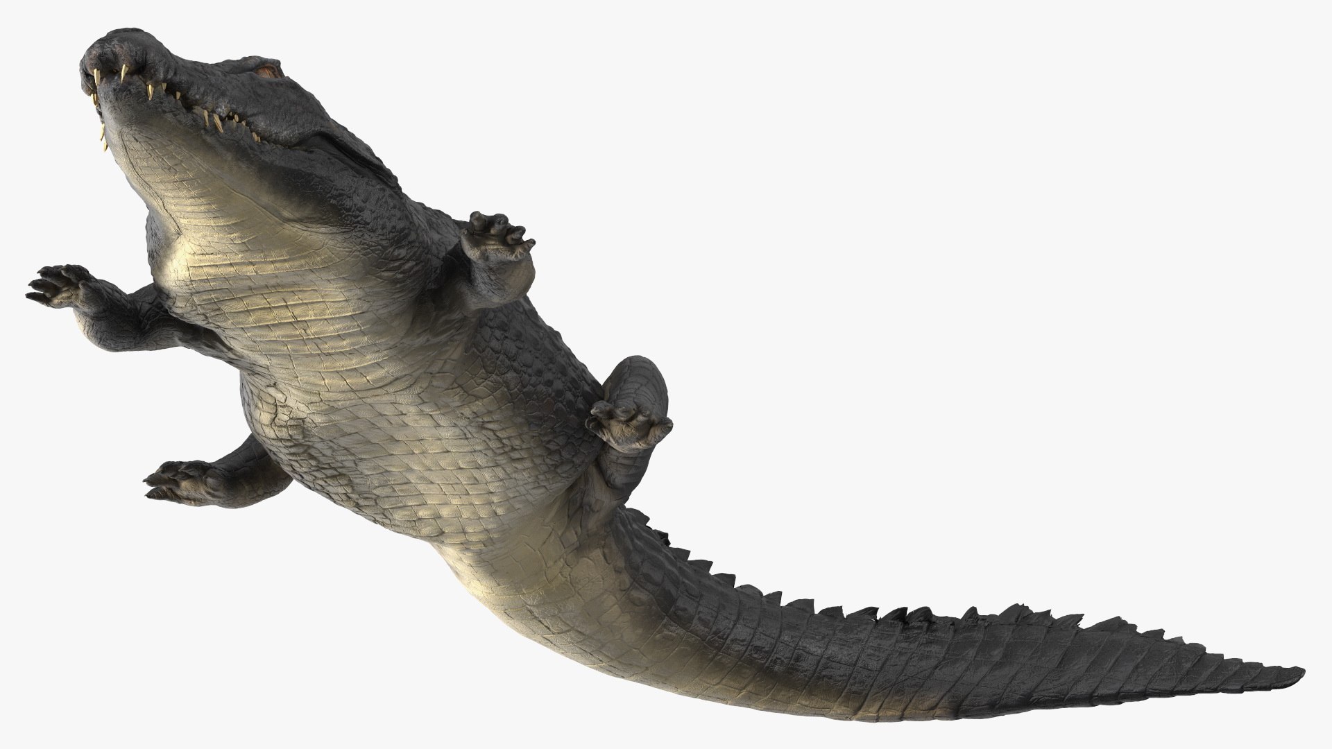 Crawling Black Caiman 3D Model - TurboSquid 2202508