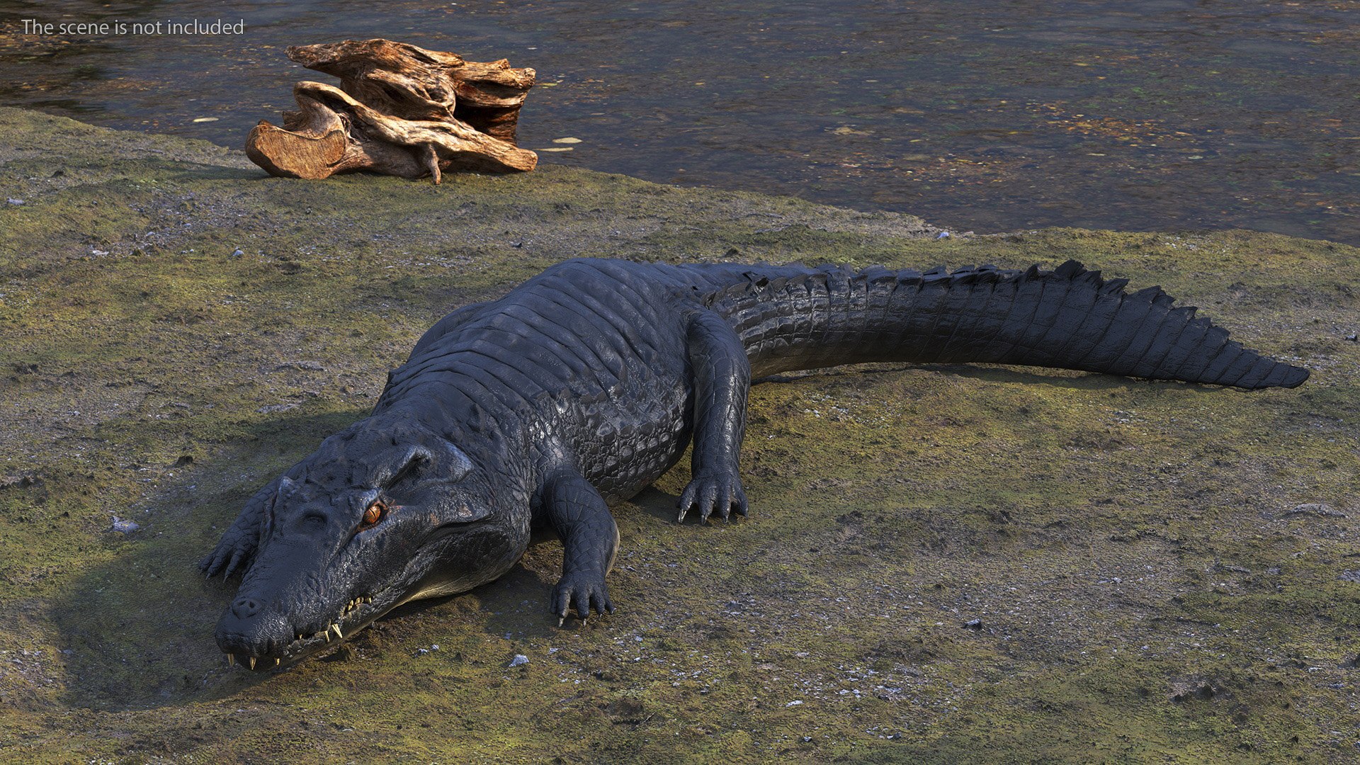 Crawling Black Caiman 3D Model - TurboSquid 2202508