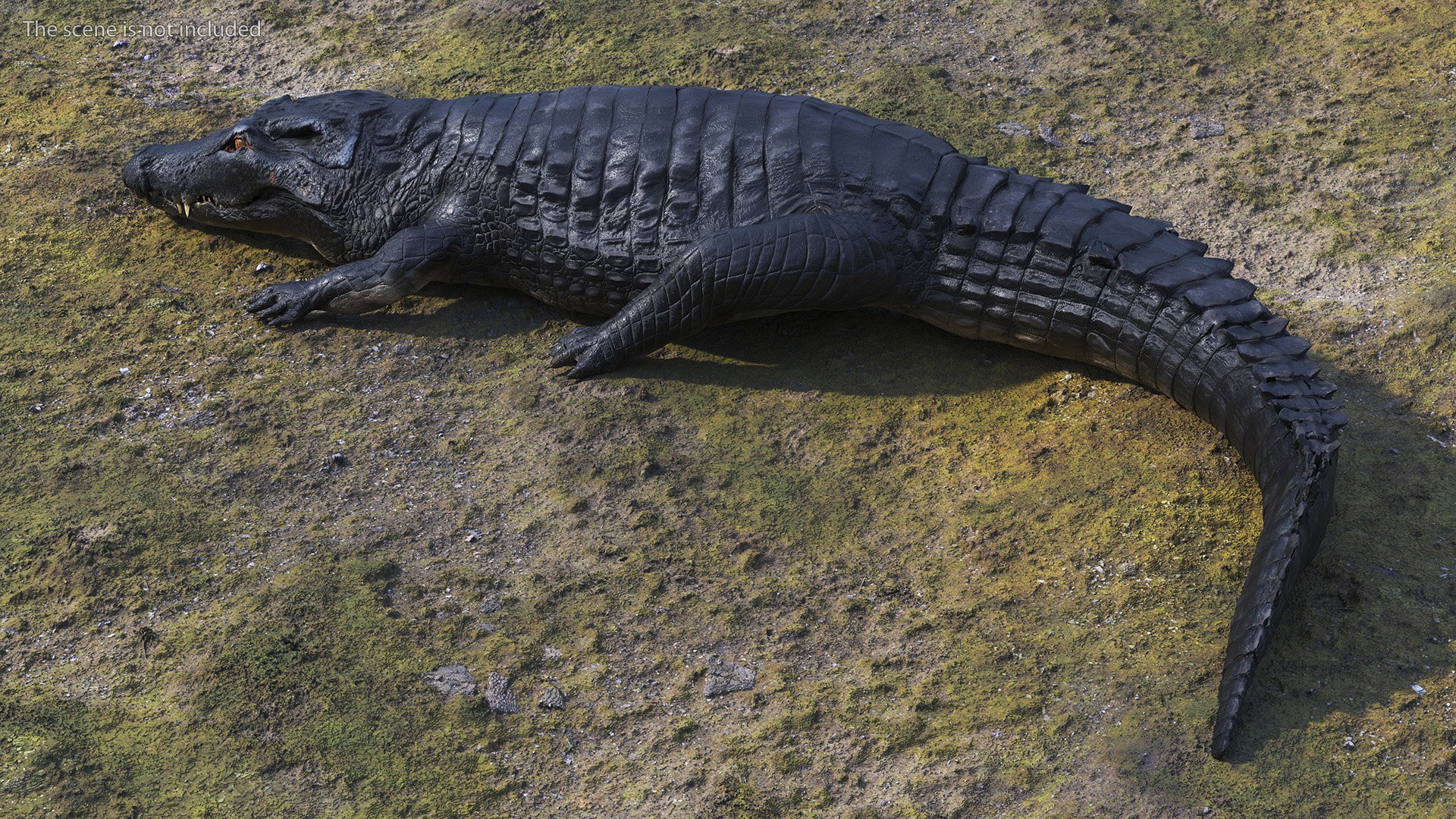 Crawling Black Caiman 3D Model - TurboSquid 2202508