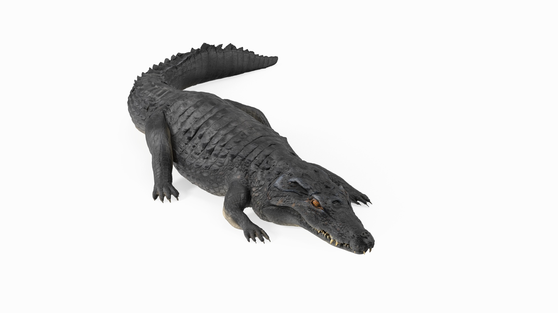 Crawling Black Caiman 3D Model - TurboSquid 2202508