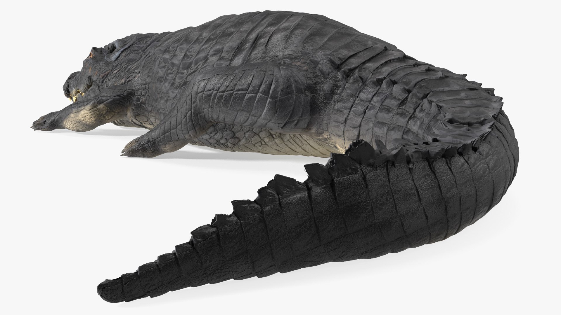 Crawling Black Caiman 3D Model - TurboSquid 2202508