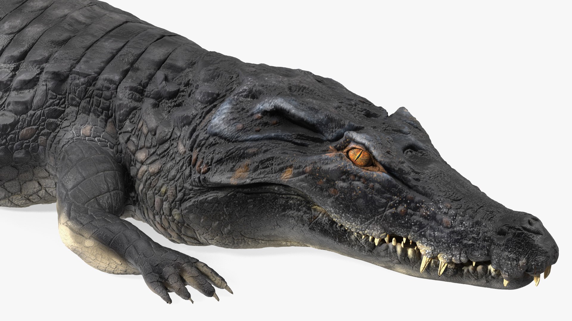 Crawling Black Caiman 3D Model - TurboSquid 2202508