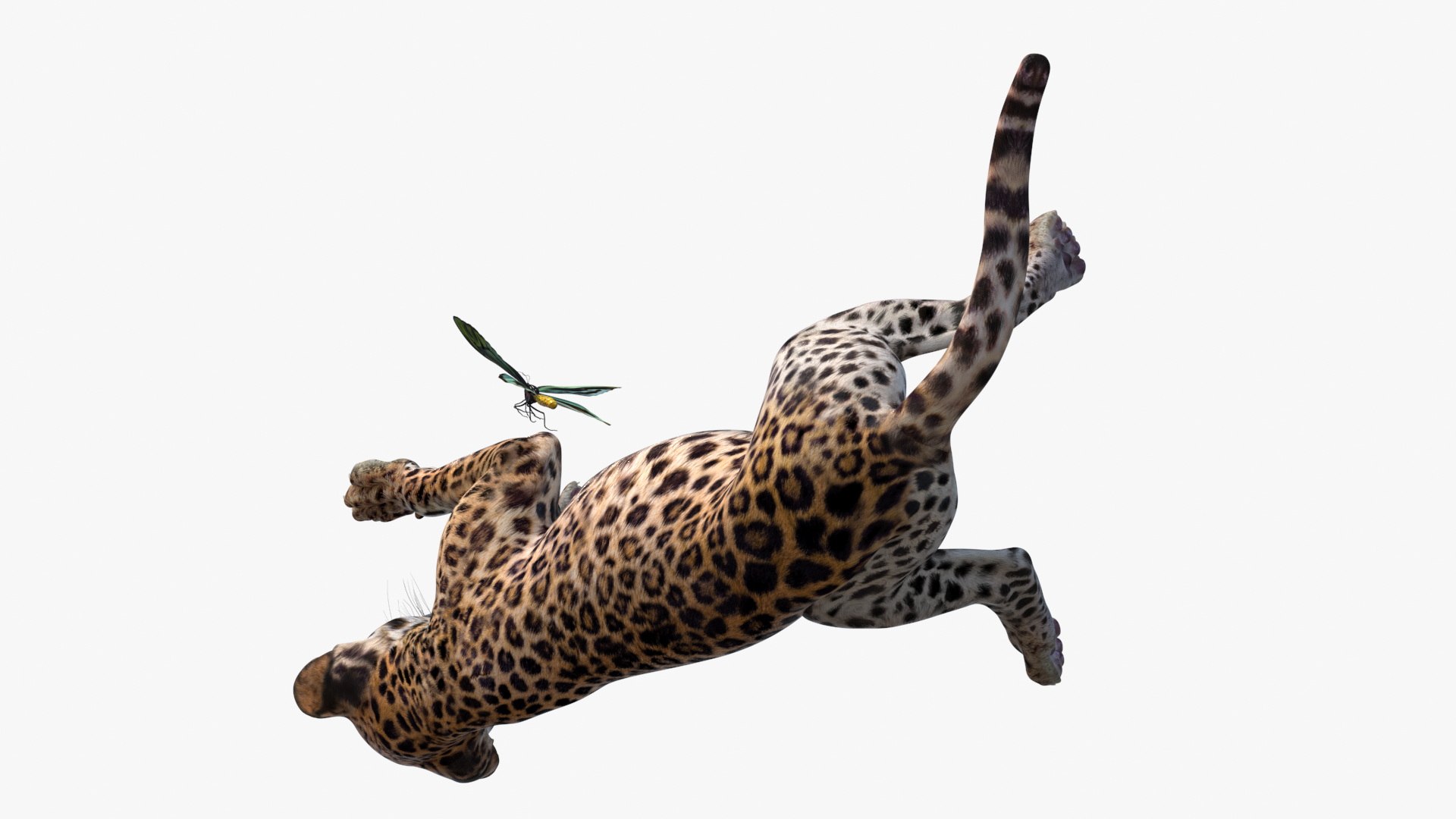 3D Playful Leopard Cub With Butterfly - TurboSquid 2351947
