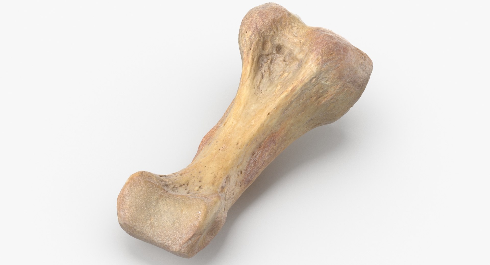 phalanx bone