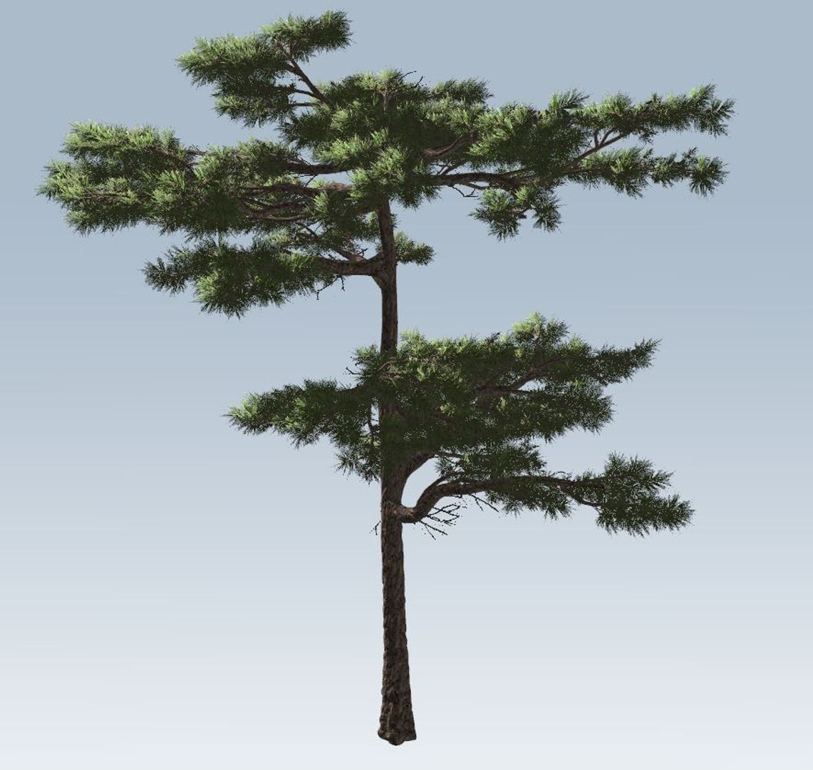 Pine Tree Model - TurboSquid 1381288