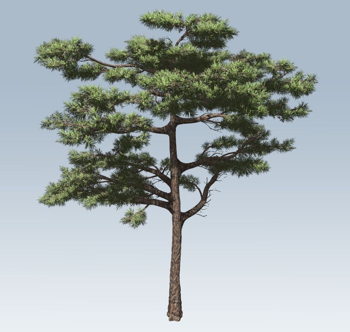 Pine Tree Model - TurboSquid 1381288