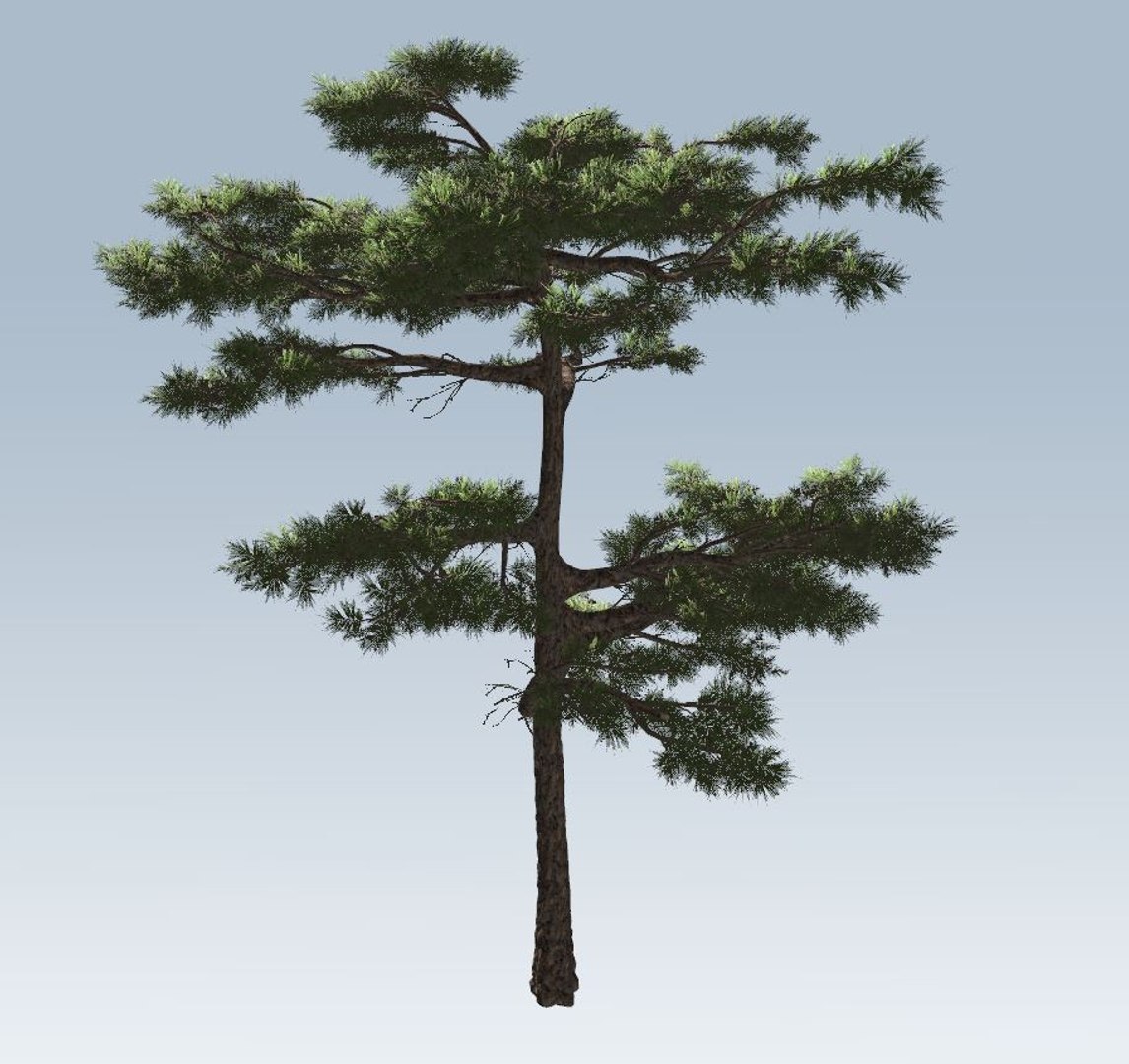 Pine Tree Model - TurboSquid 1381288