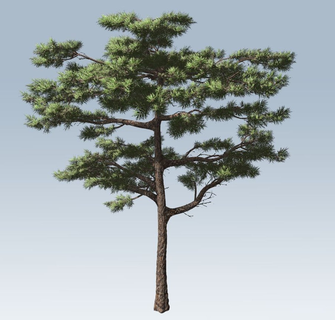 Pine Tree Model - TurboSquid 1381288