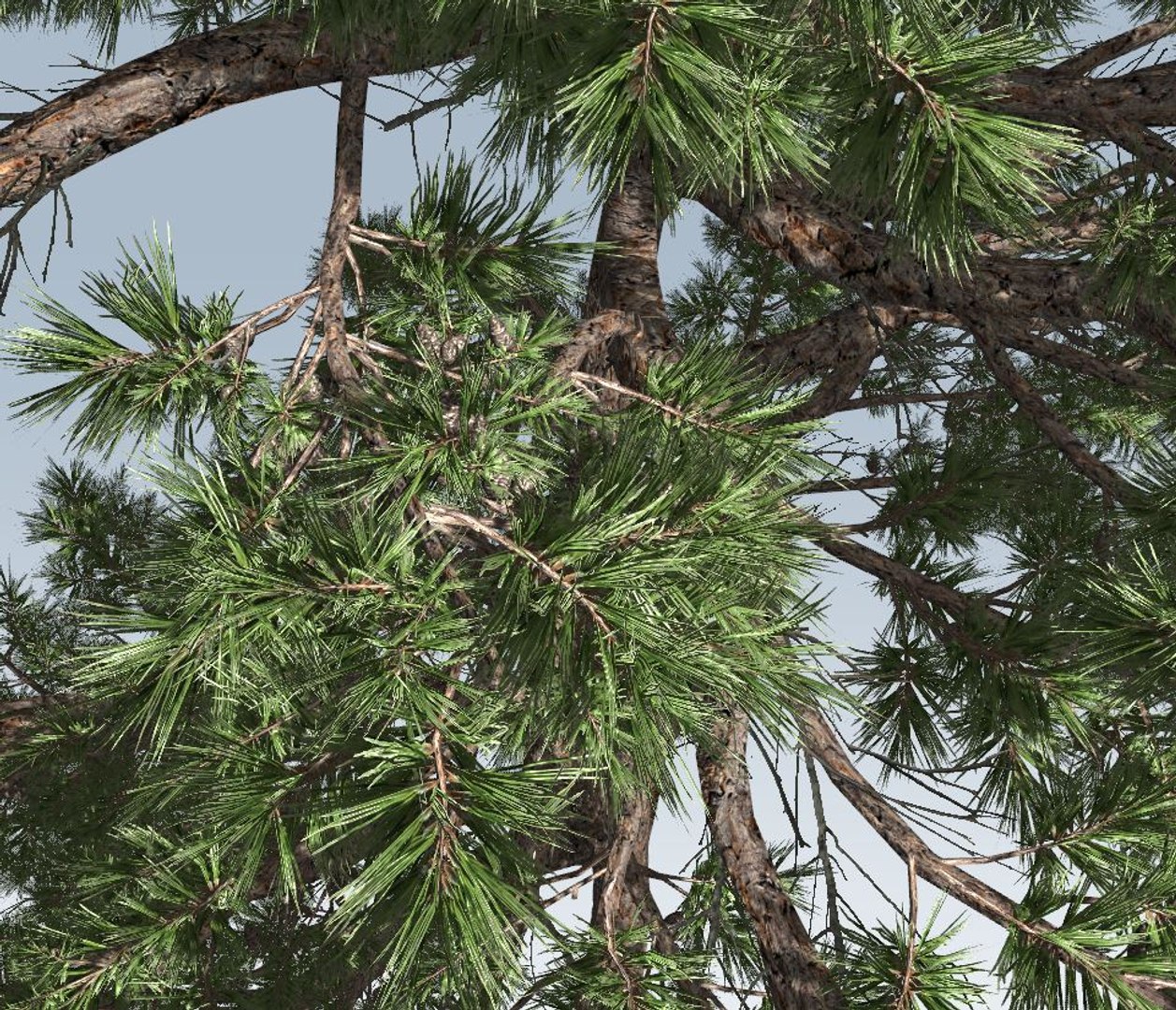 Pine Tree Model - TurboSquid 1381288