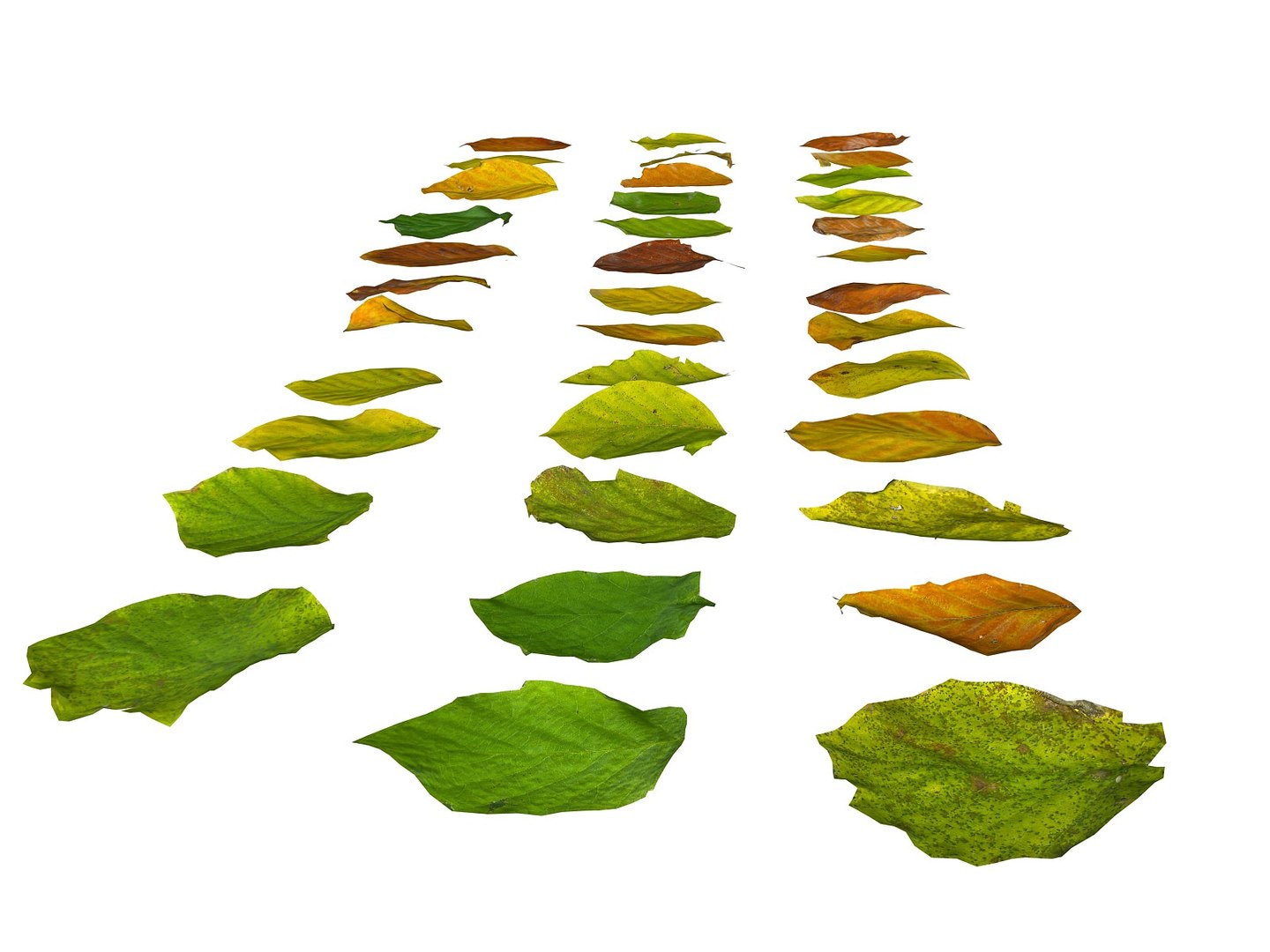 3D Autumn Leaves Scan Pack - TurboSquid 1340278