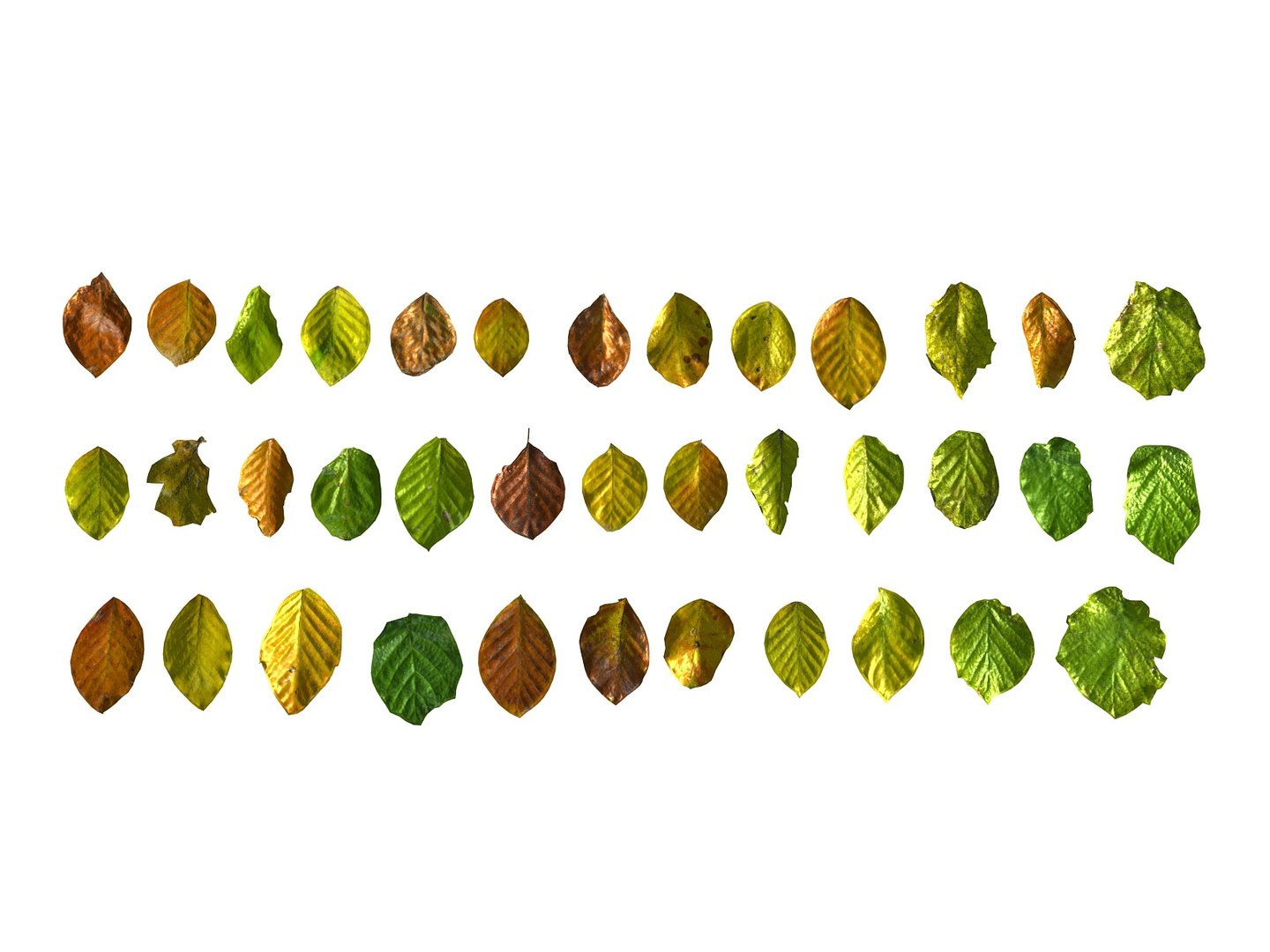 3D Autumn Leaves Scan Pack - TurboSquid 1340278