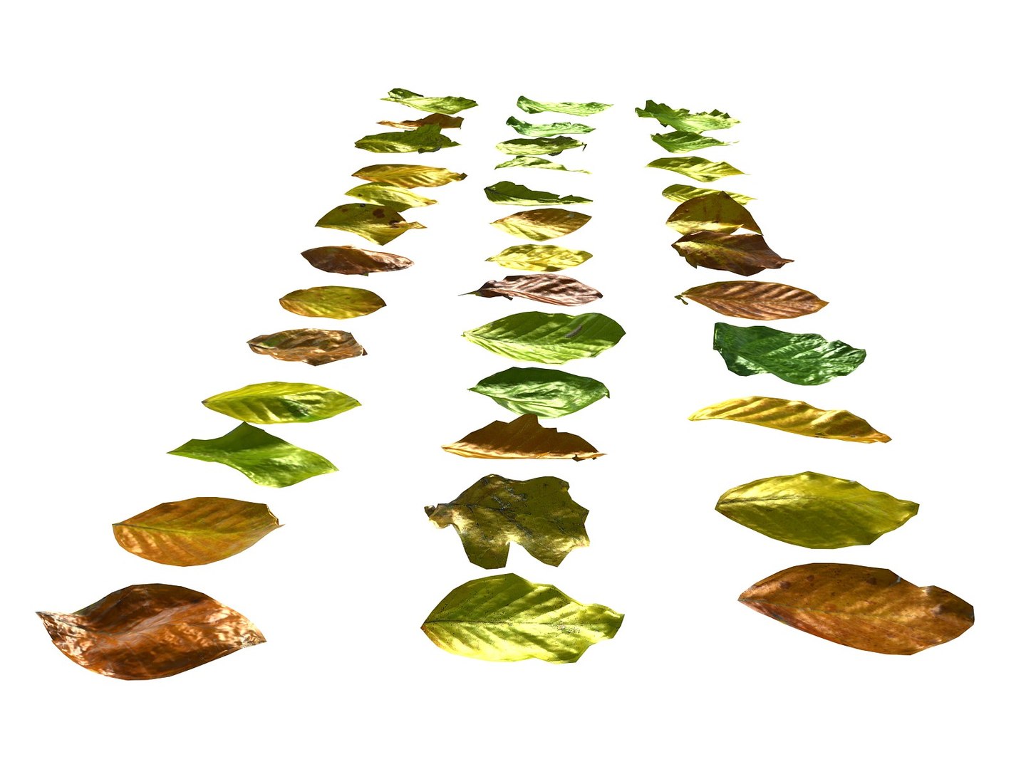 3D Autumn Leaves Scan Pack - TurboSquid 1340278