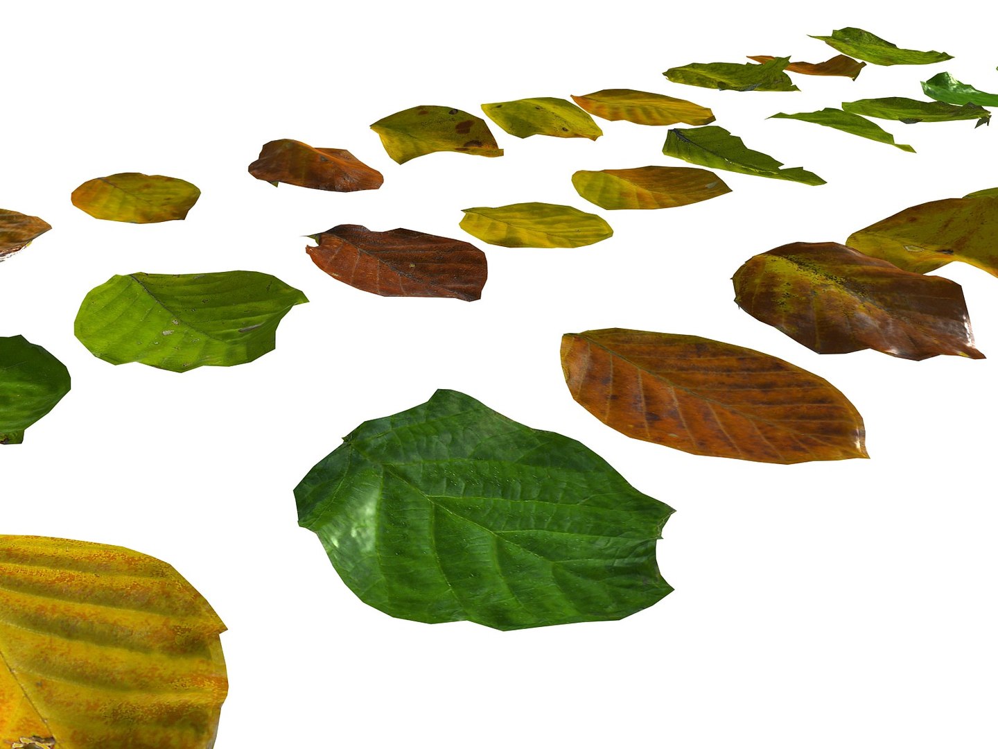 3D Autumn Leaves Scan Pack - TurboSquid 1340278