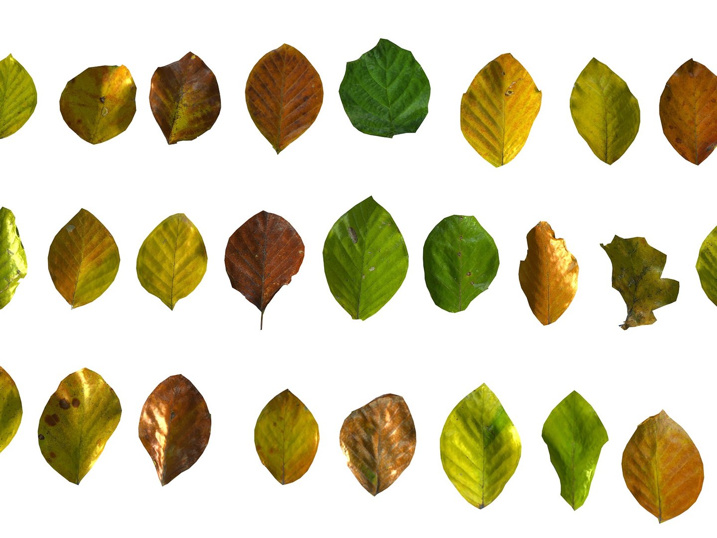 3D Autumn Leaves Scan Pack - TurboSquid 1340278