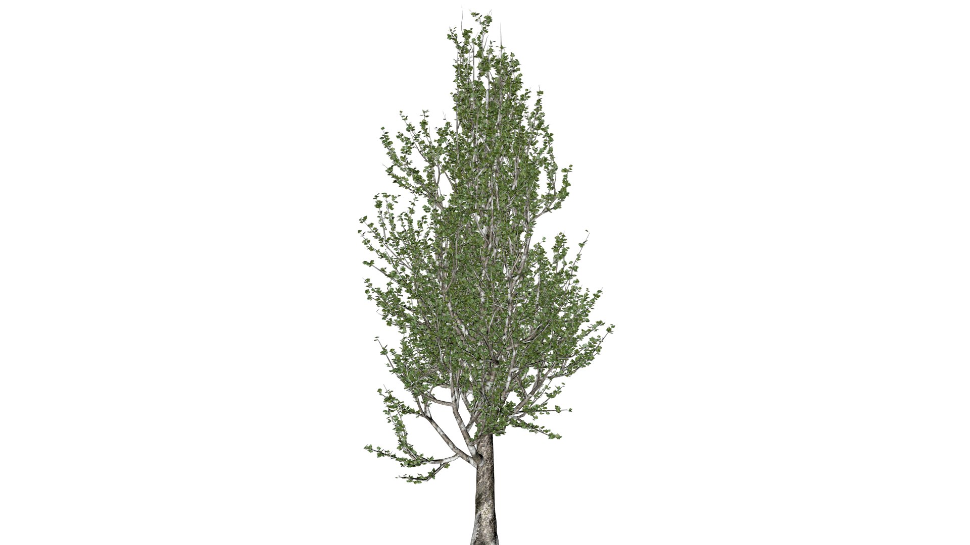 Lombardy Poplar Tree - 06 - 3D Model - TurboSquid 2377002