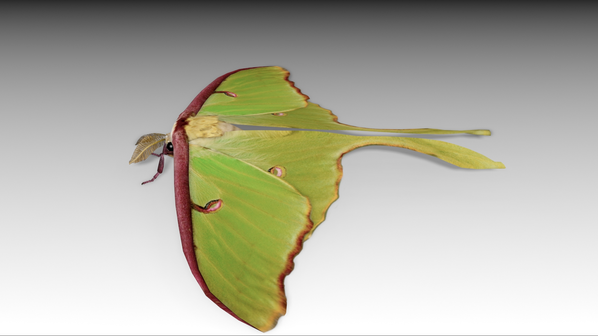 3D Lunamoth Model - TurboSquid 1772510