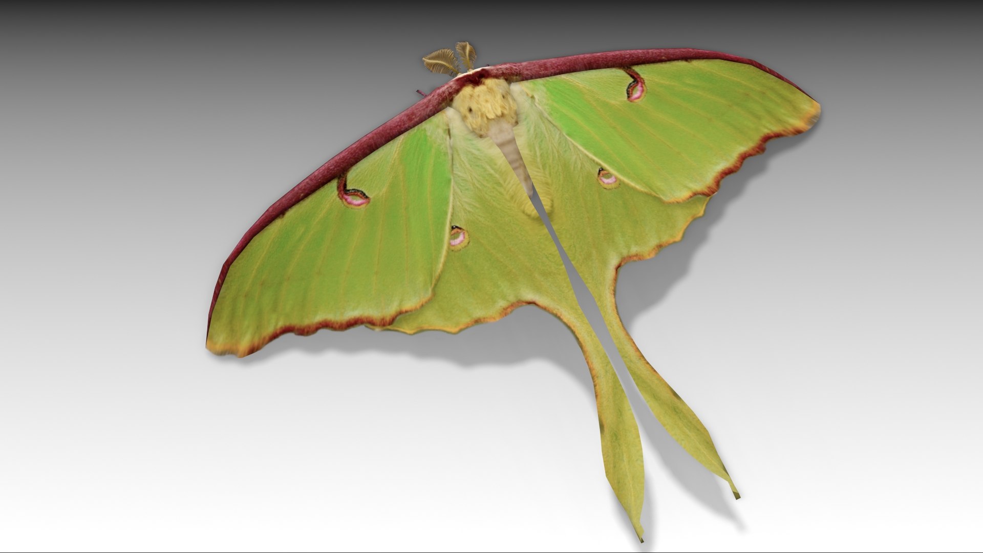 3D Lunamoth Model - TurboSquid 1772510