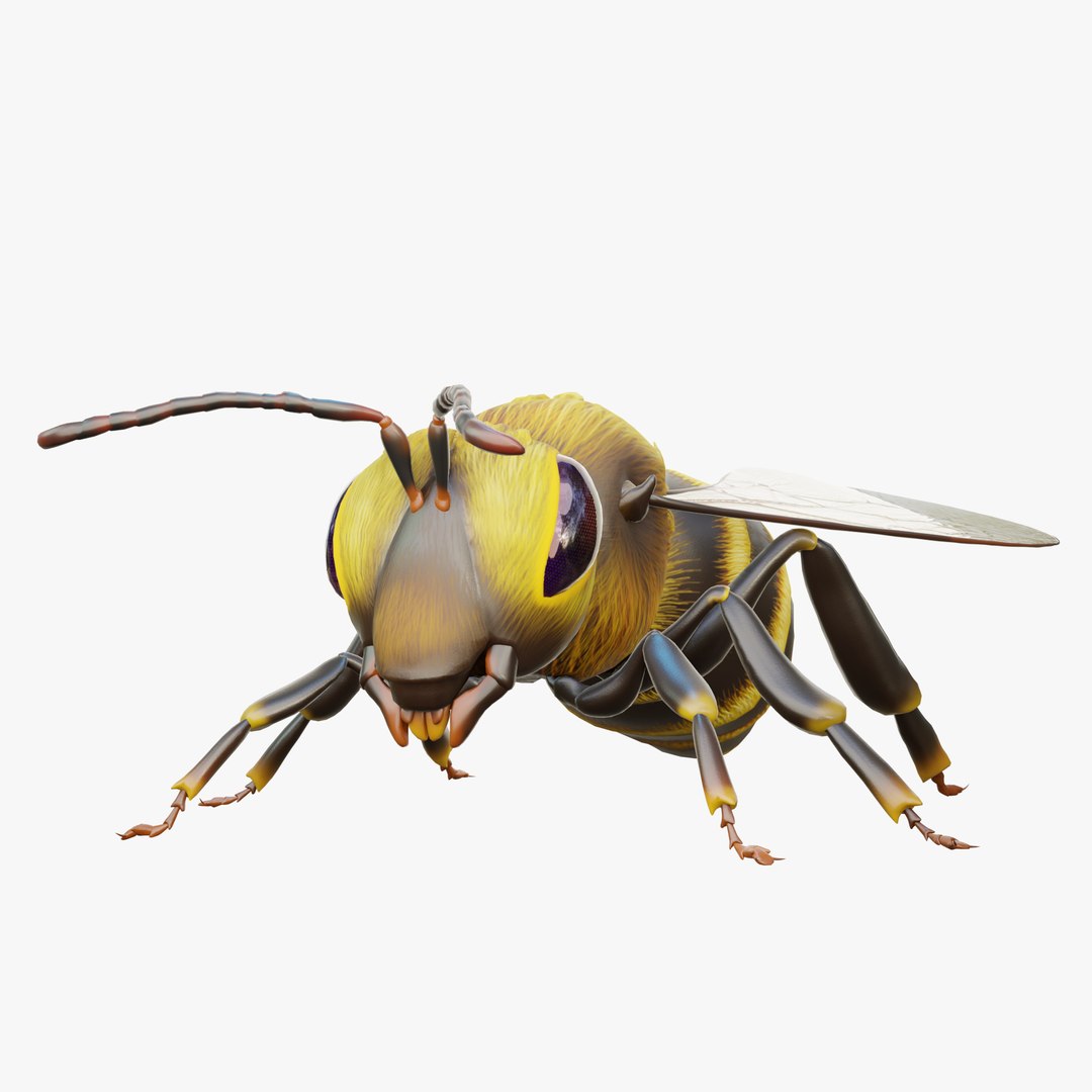 3D Bee 3d Model Animated Model - TurboSquid 2262077
