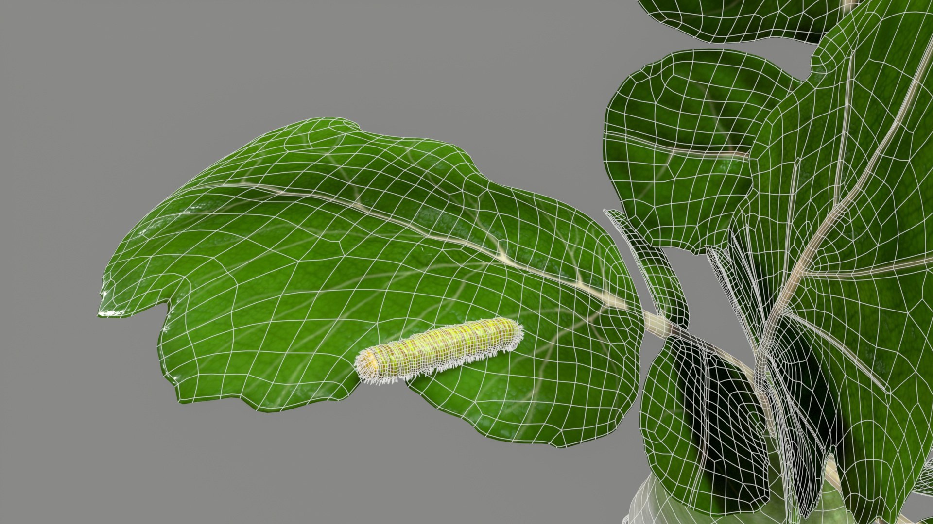 Butterfly Larva 3D - TurboSquid 2404546
