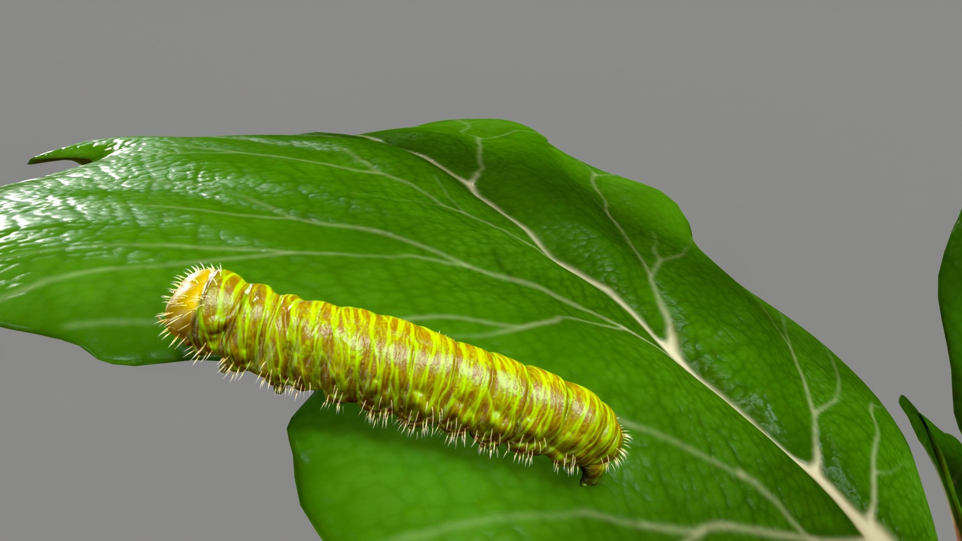 Butterfly Larva 3D - TurboSquid 2404546
