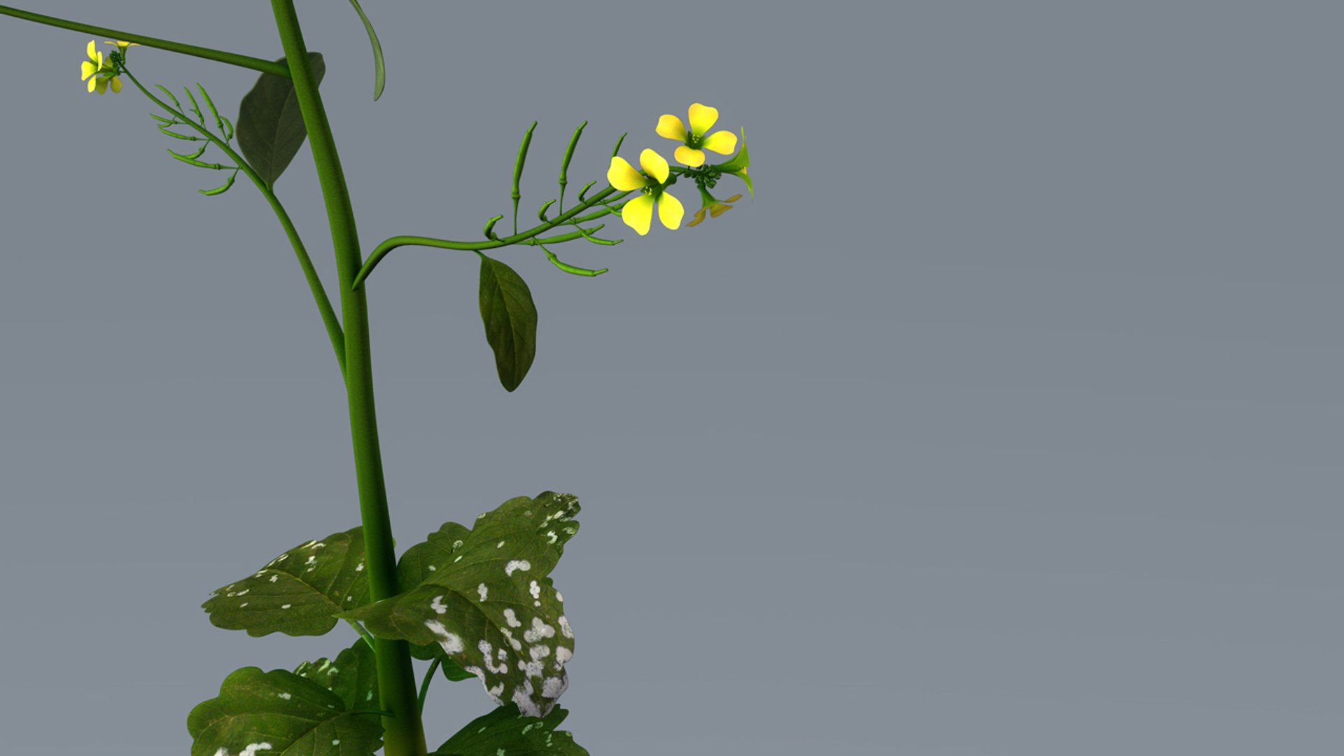Mustard Plant 3d Model