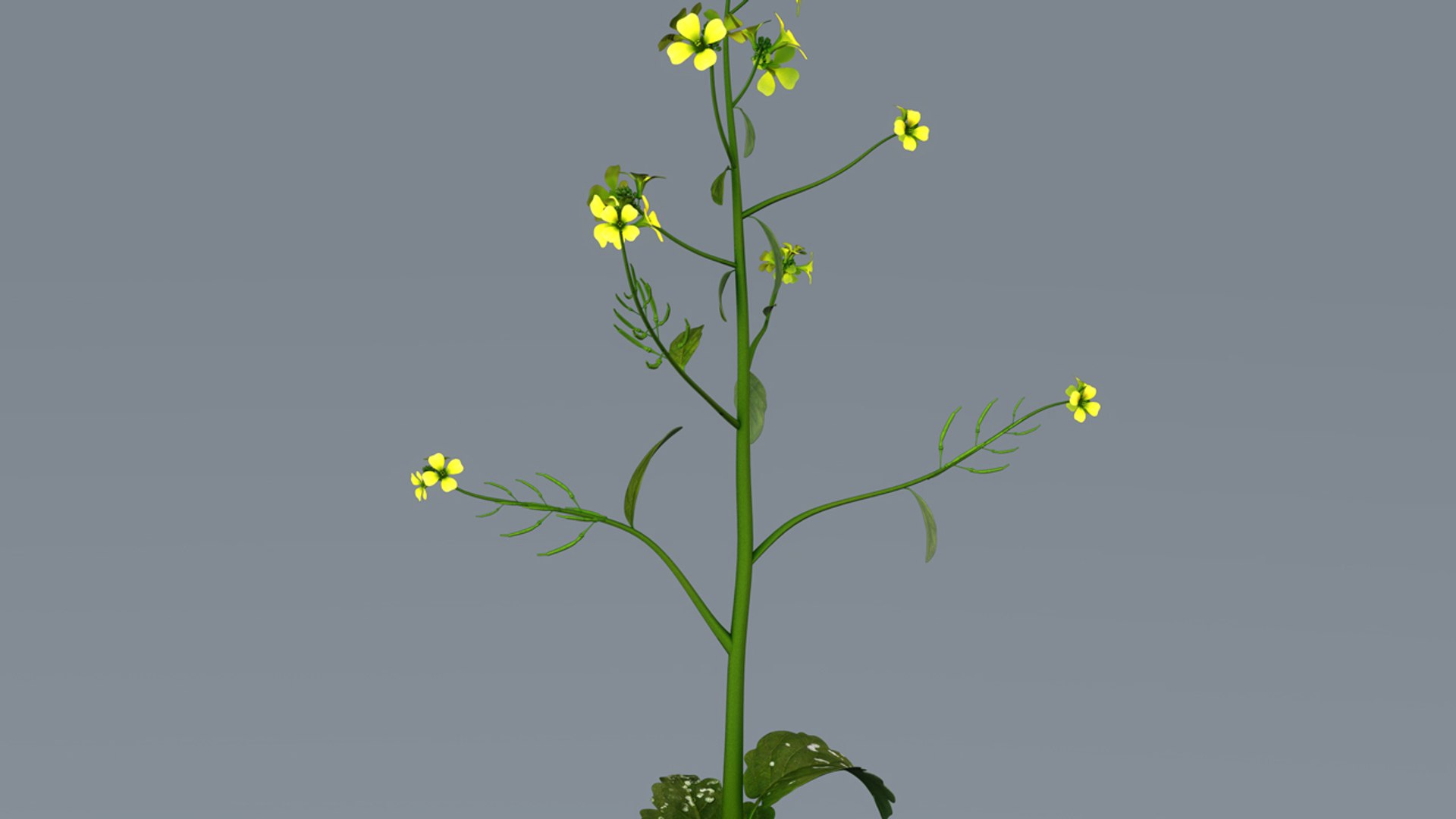 Mustard Plant 3d Model