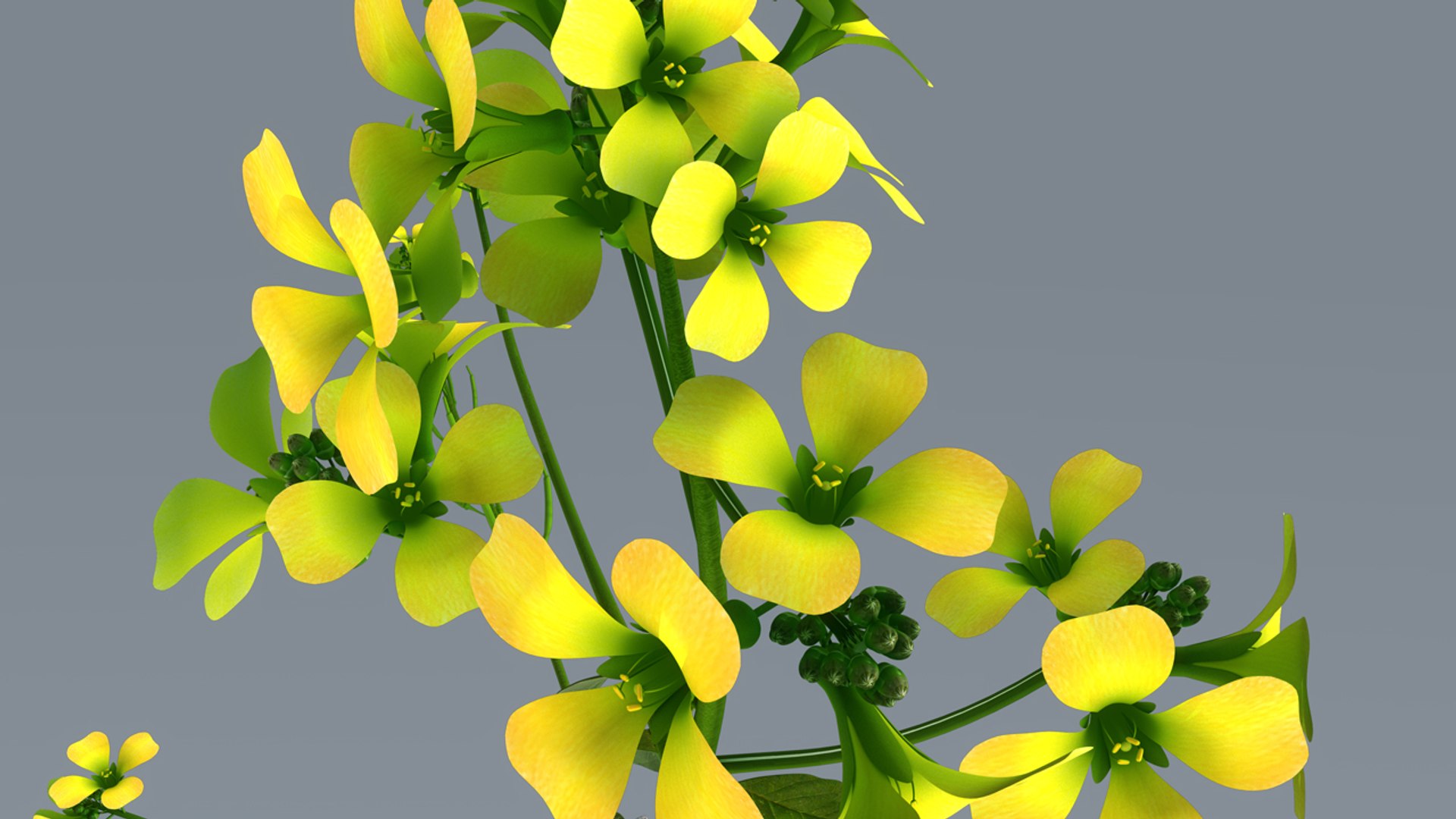 Mustard Plant 3d Model