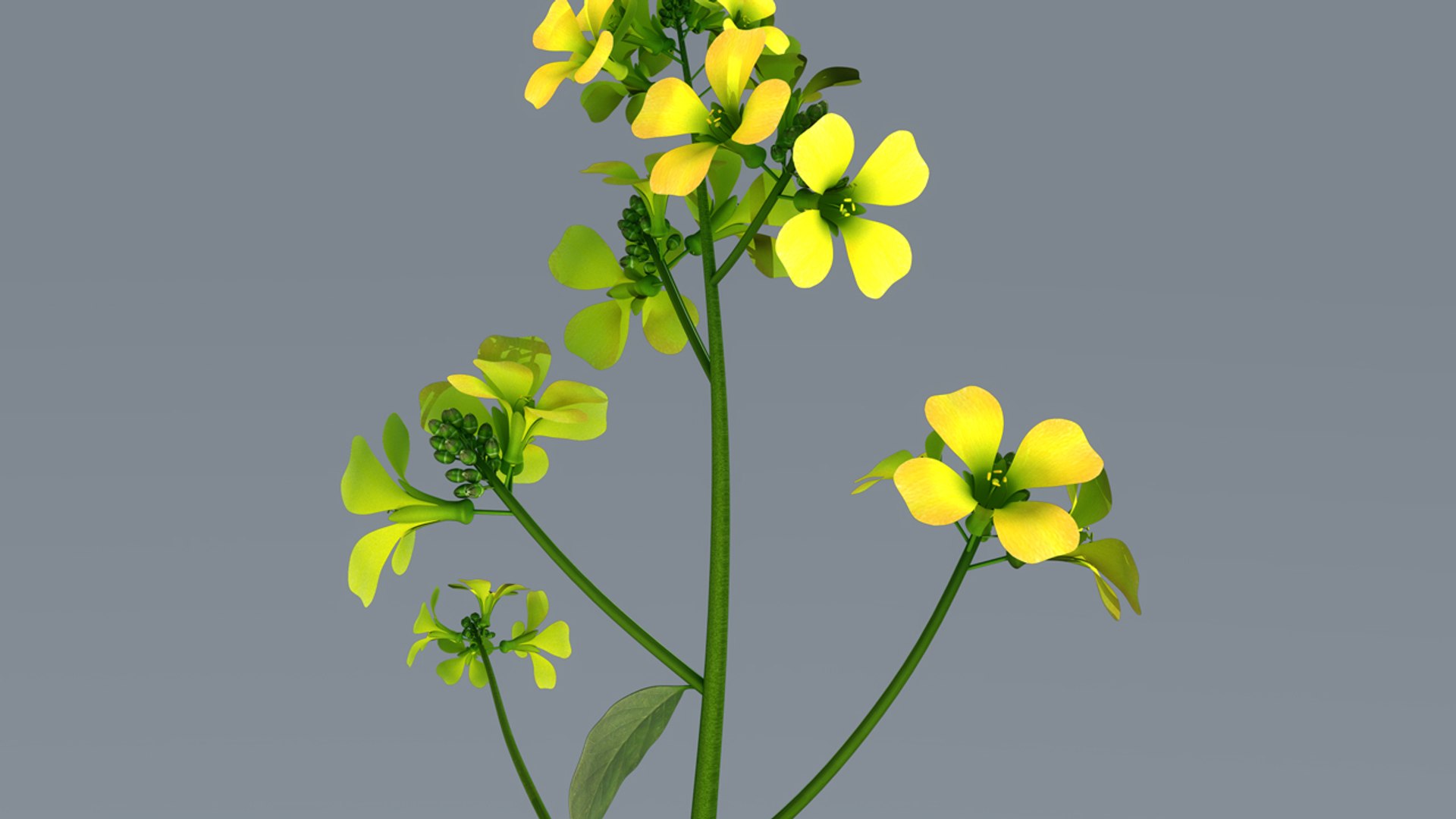 Mustard Plant 3d Model