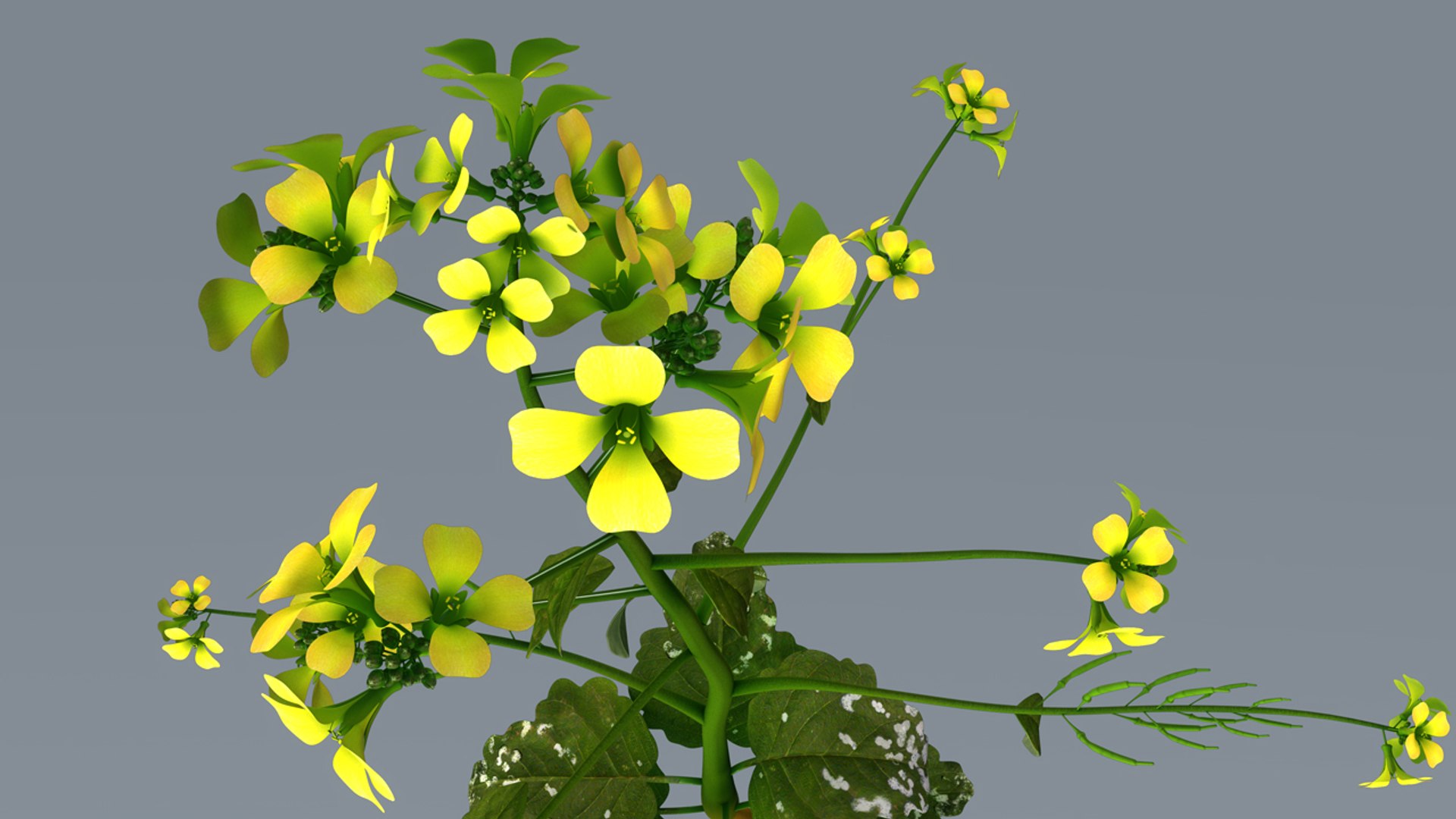 Mustard Plant 3d Model