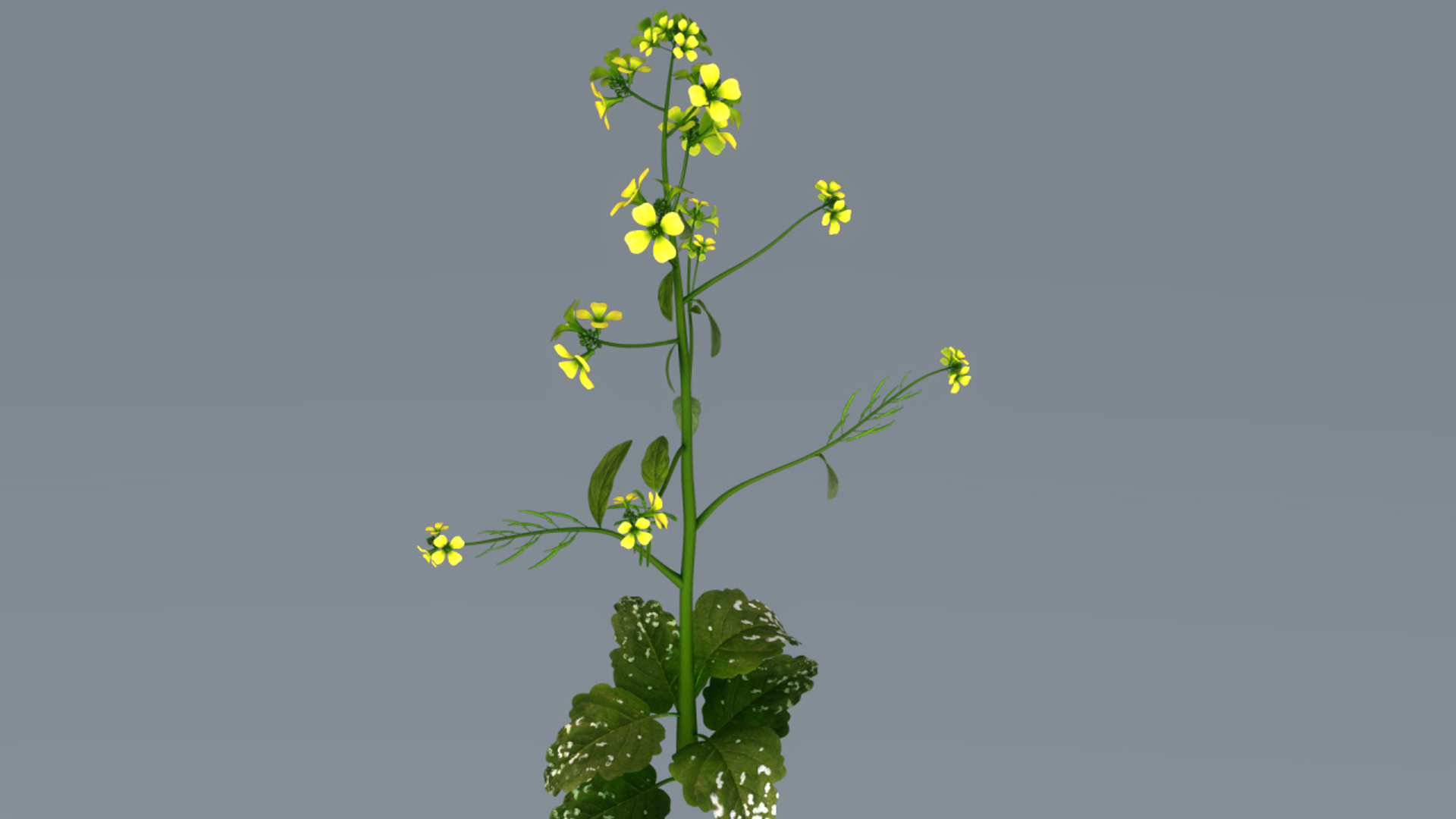 Mustard Plant 3d Model