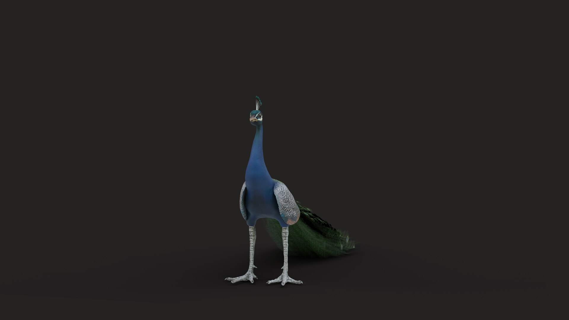 Peacock Model - TurboSquid 1909551