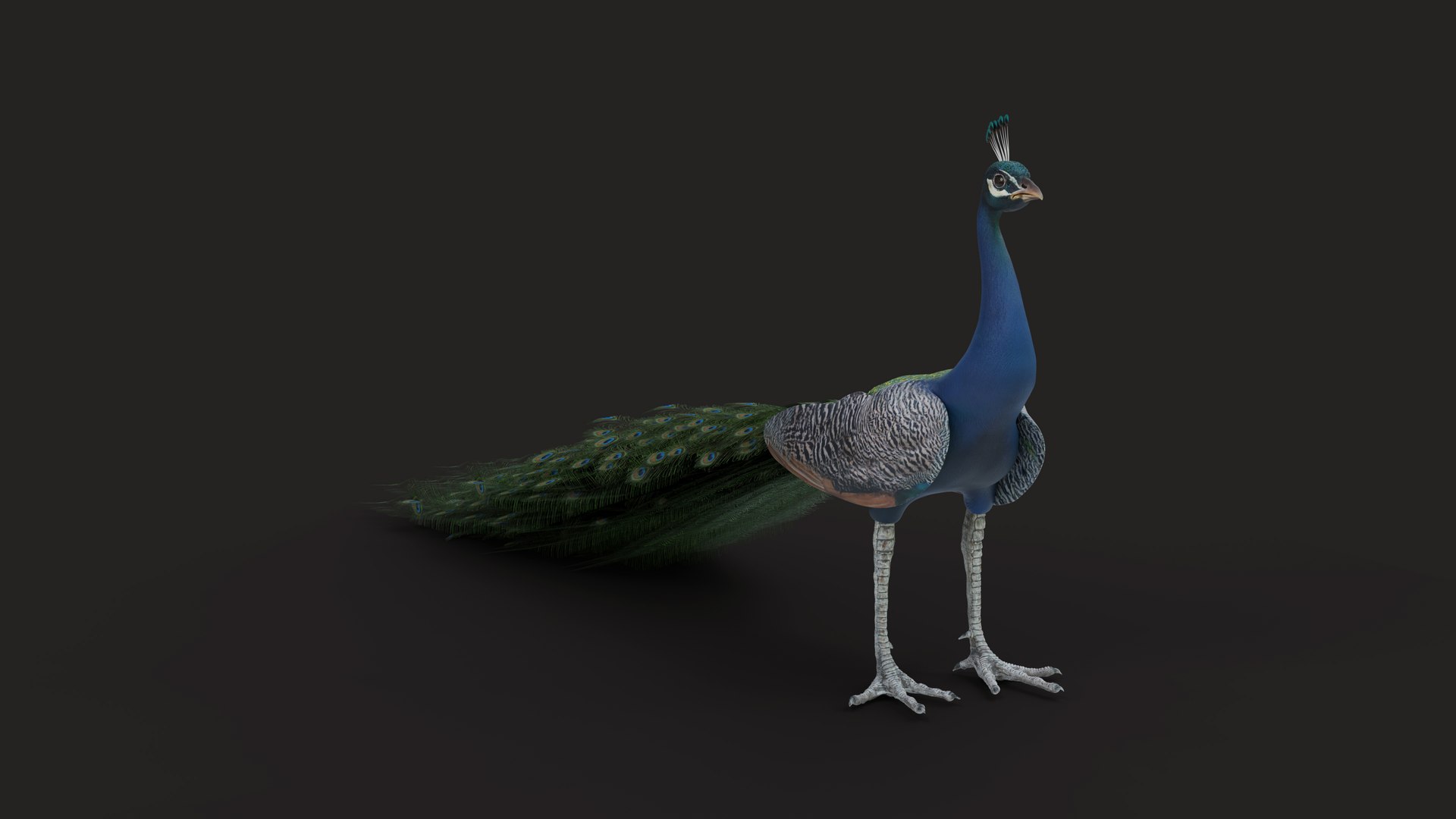 Peacock Model - TurboSquid 1909551