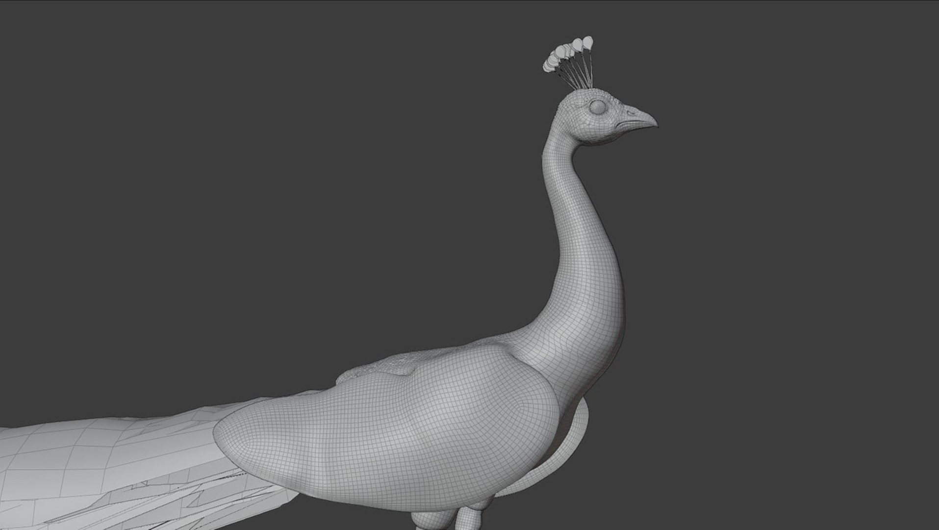 Peacock Model - TurboSquid 1909551