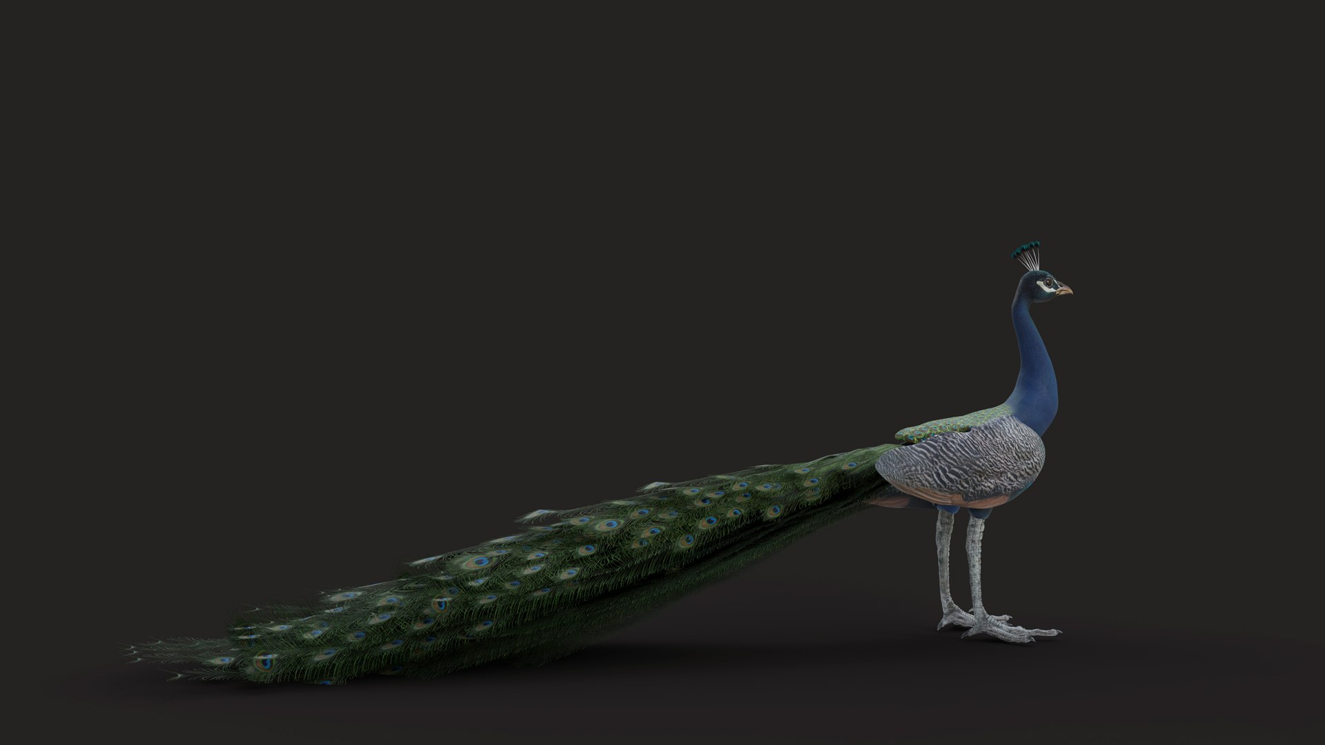 Peacock Model - TurboSquid 1909551
