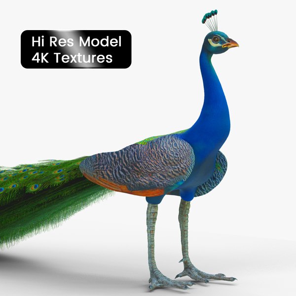 Peacock 3D Models for Download | TurboSquid