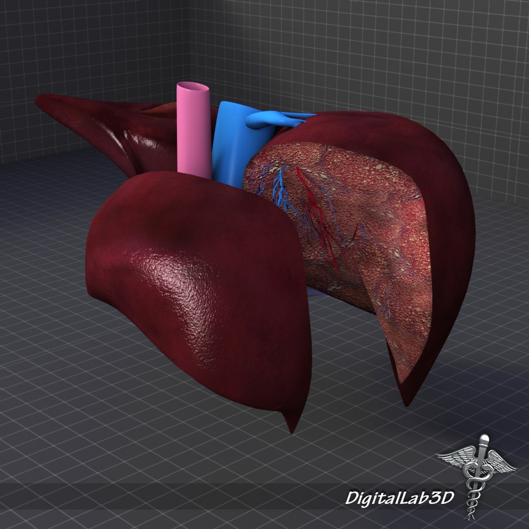 Human Liver Anatomy 3d Lwo