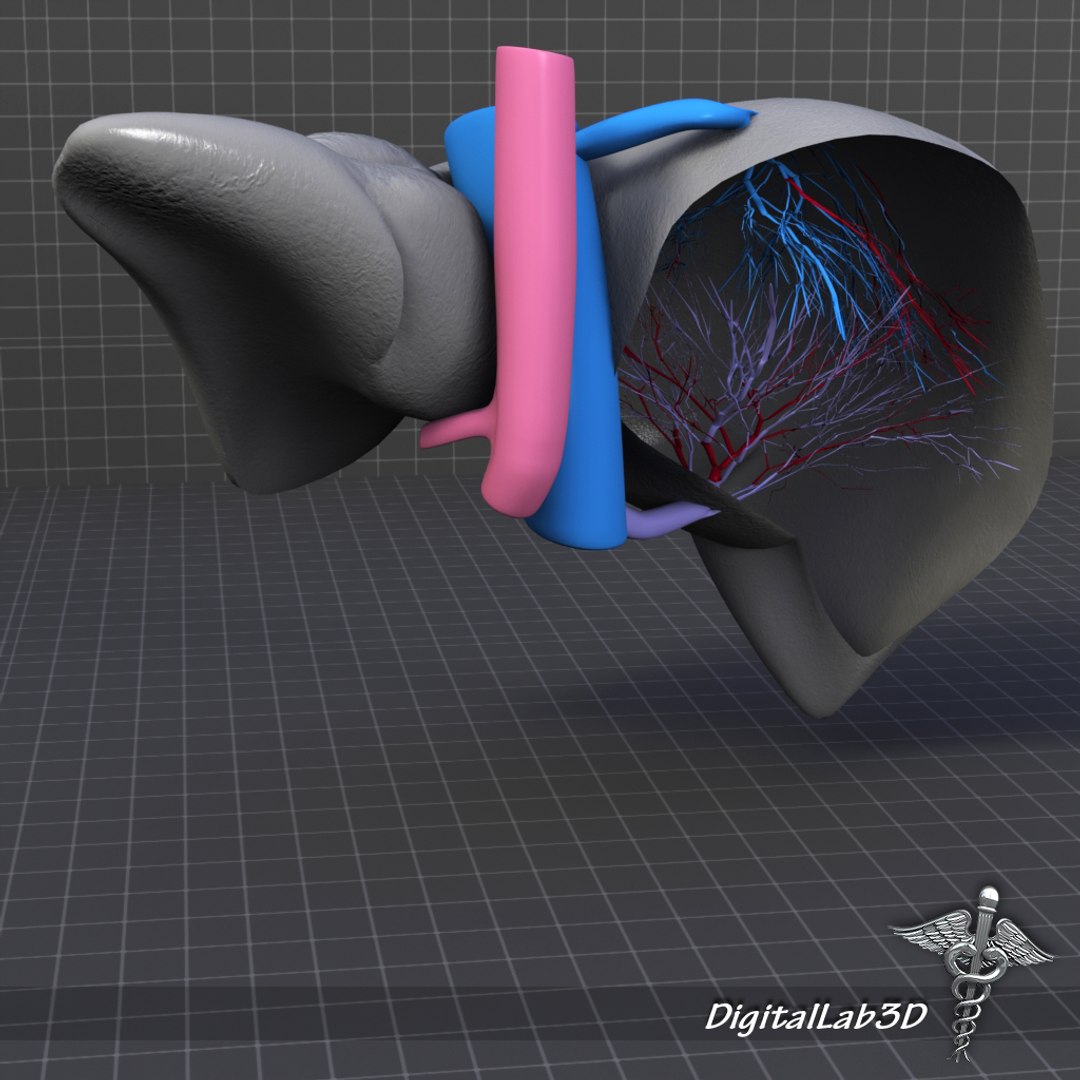 Human Liver Anatomy 3d Lwo
