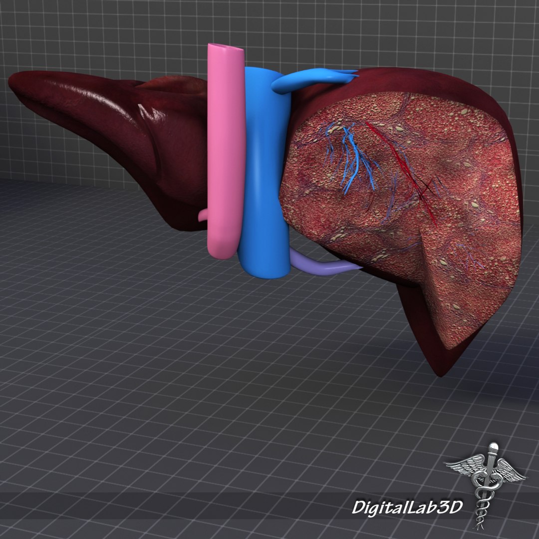 Human Liver Anatomy 3d Lwo