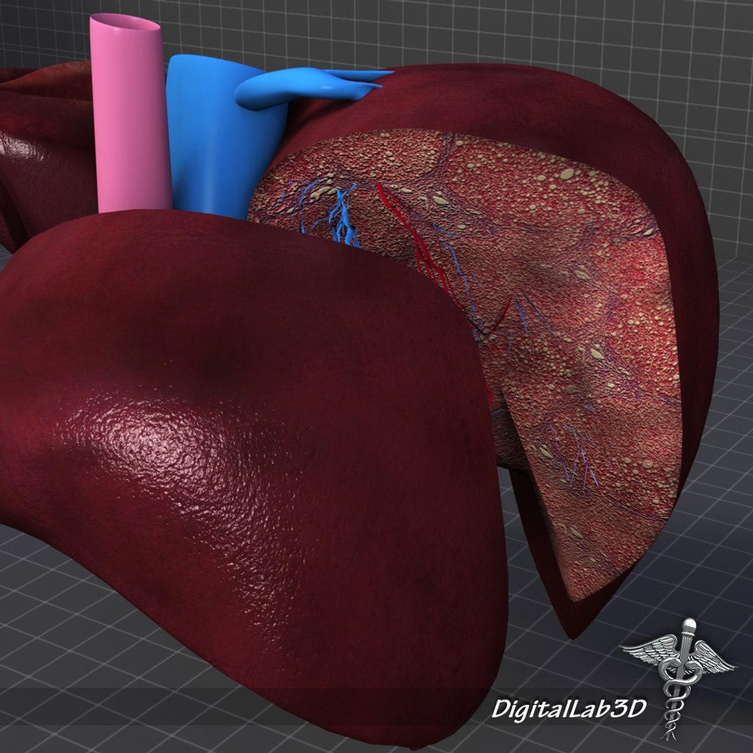 Human Liver Anatomy 3d Lwo