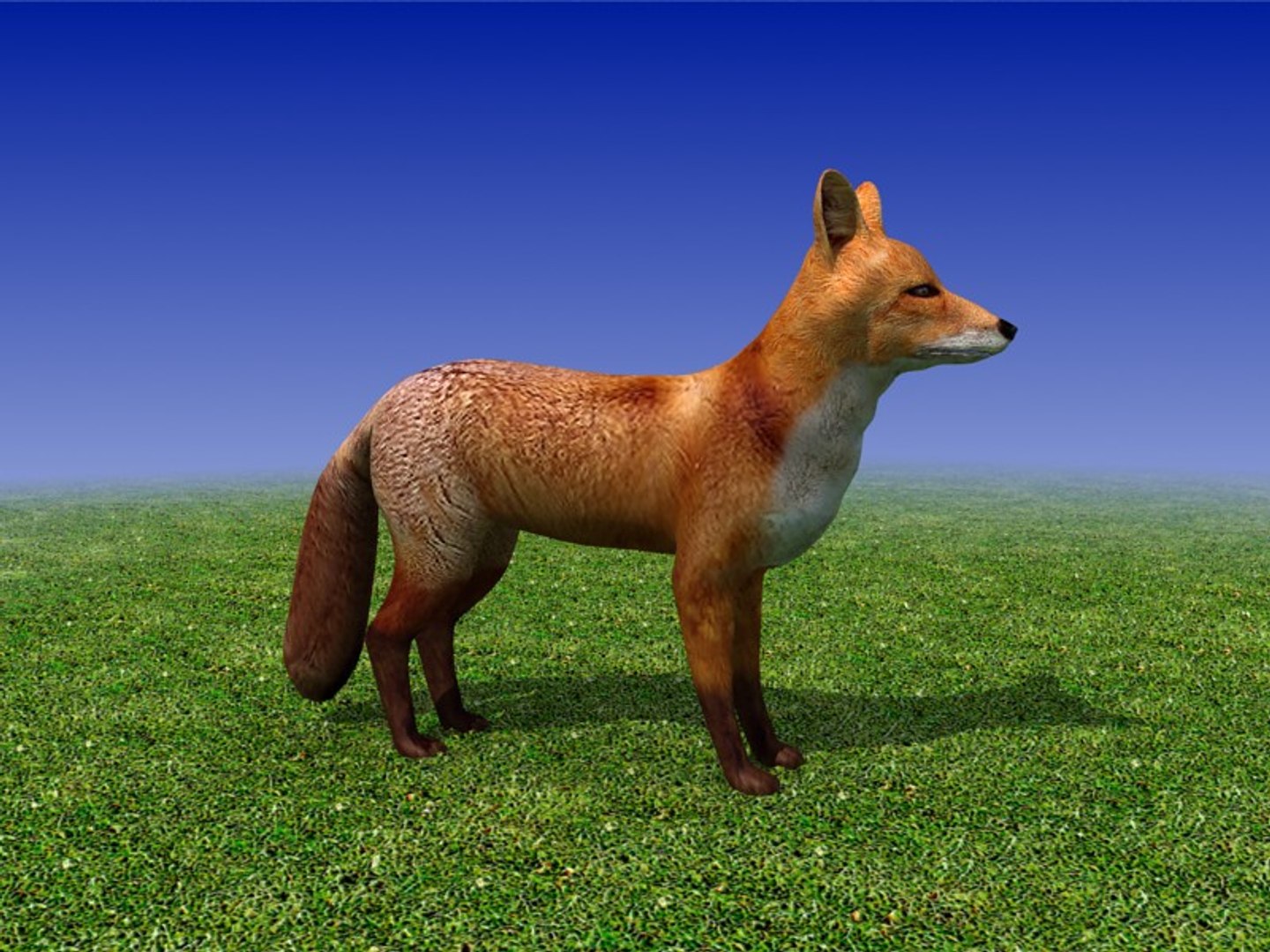 Red Fox 3d Max