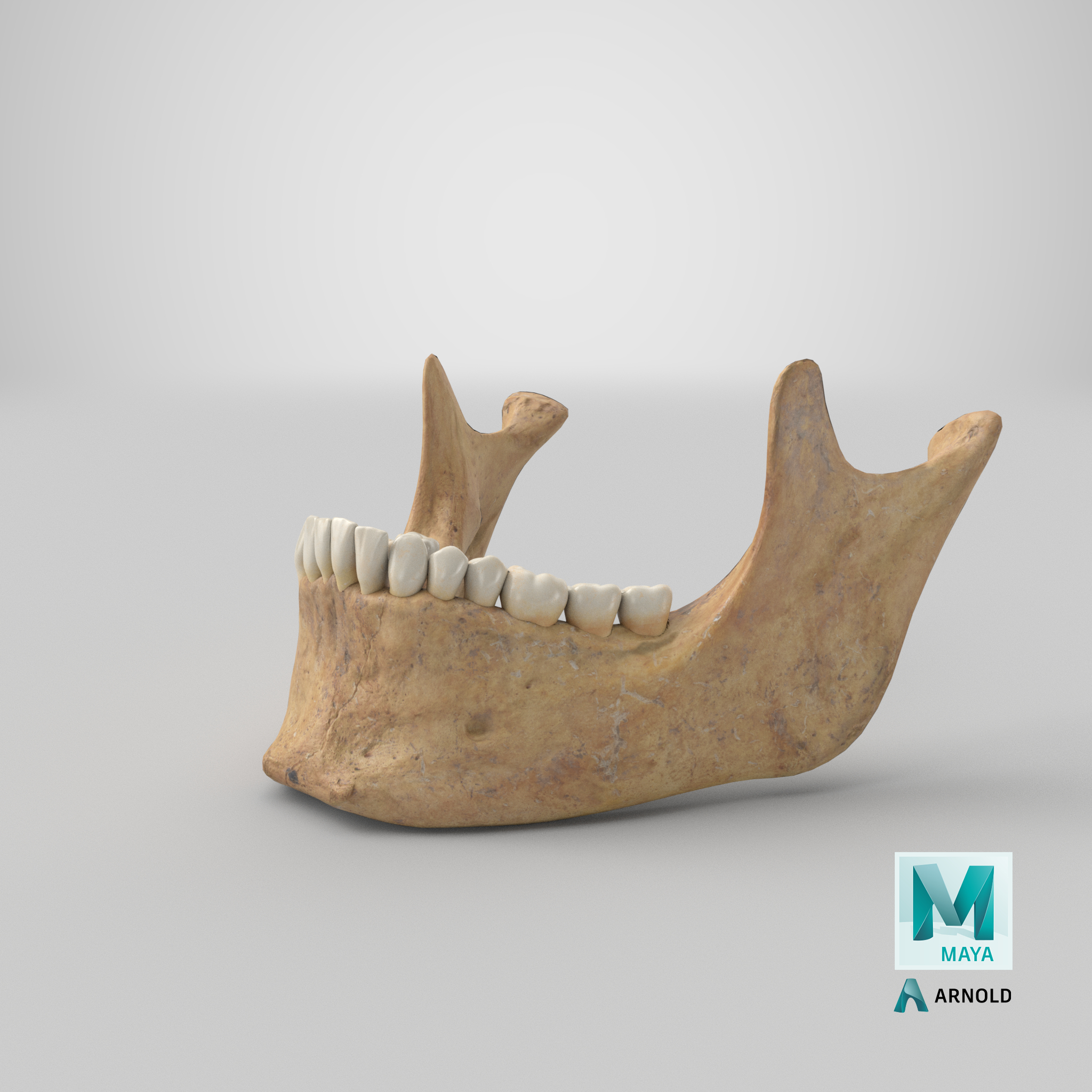 modelo 3d Mandíbula de mandíbula humana 01 con dientes - TurboSquid 1612146