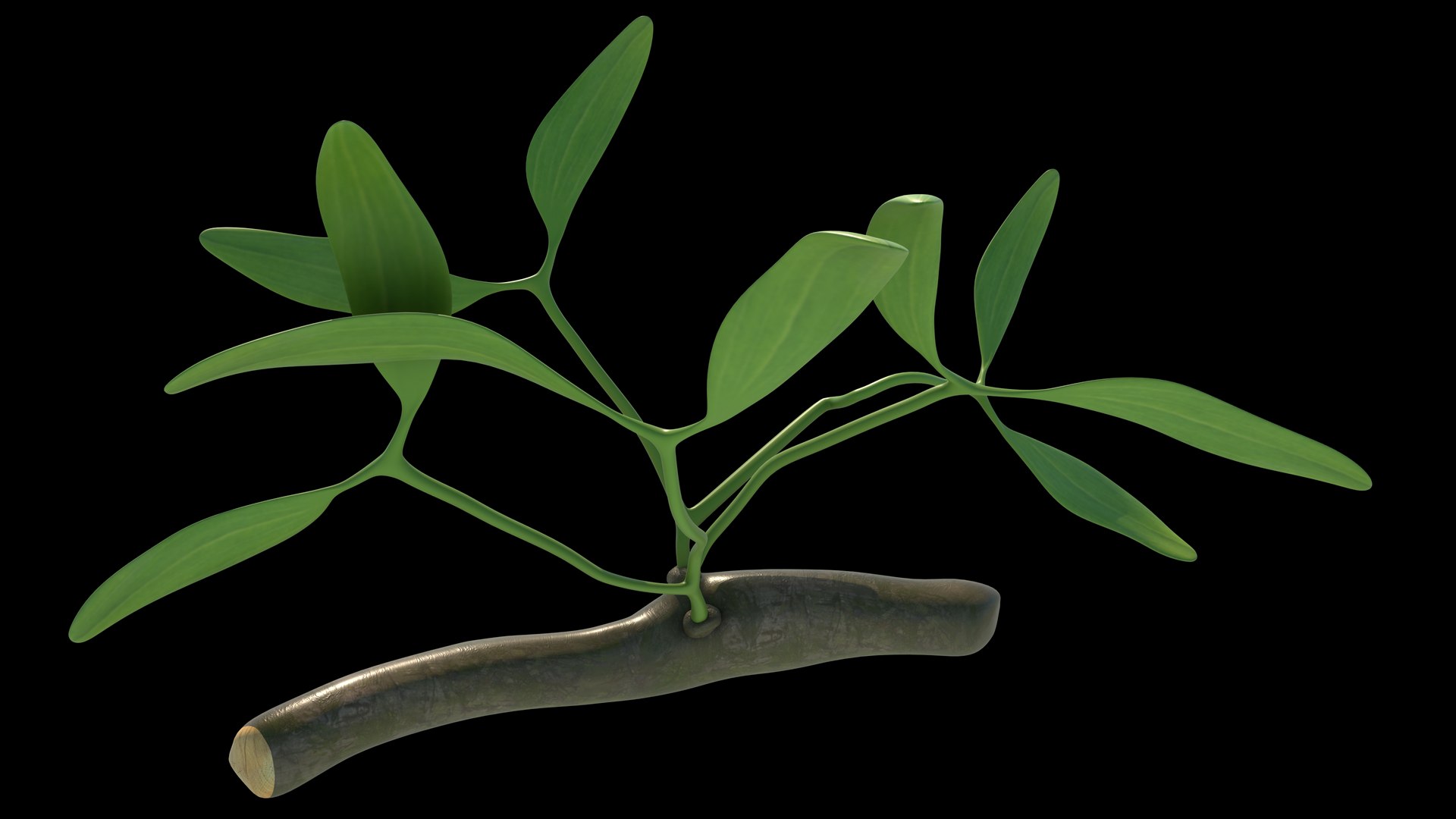 3D Haustoria - TurboSquid 2220139