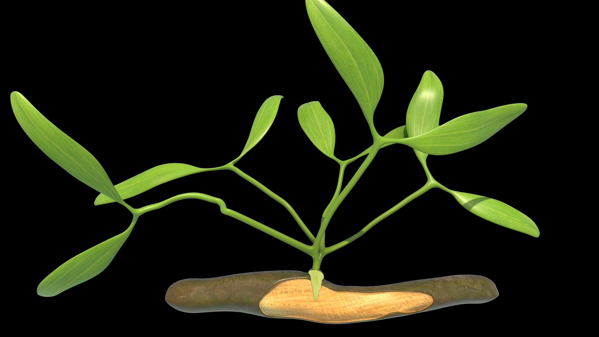 3D Haustoria - TurboSquid 2220139