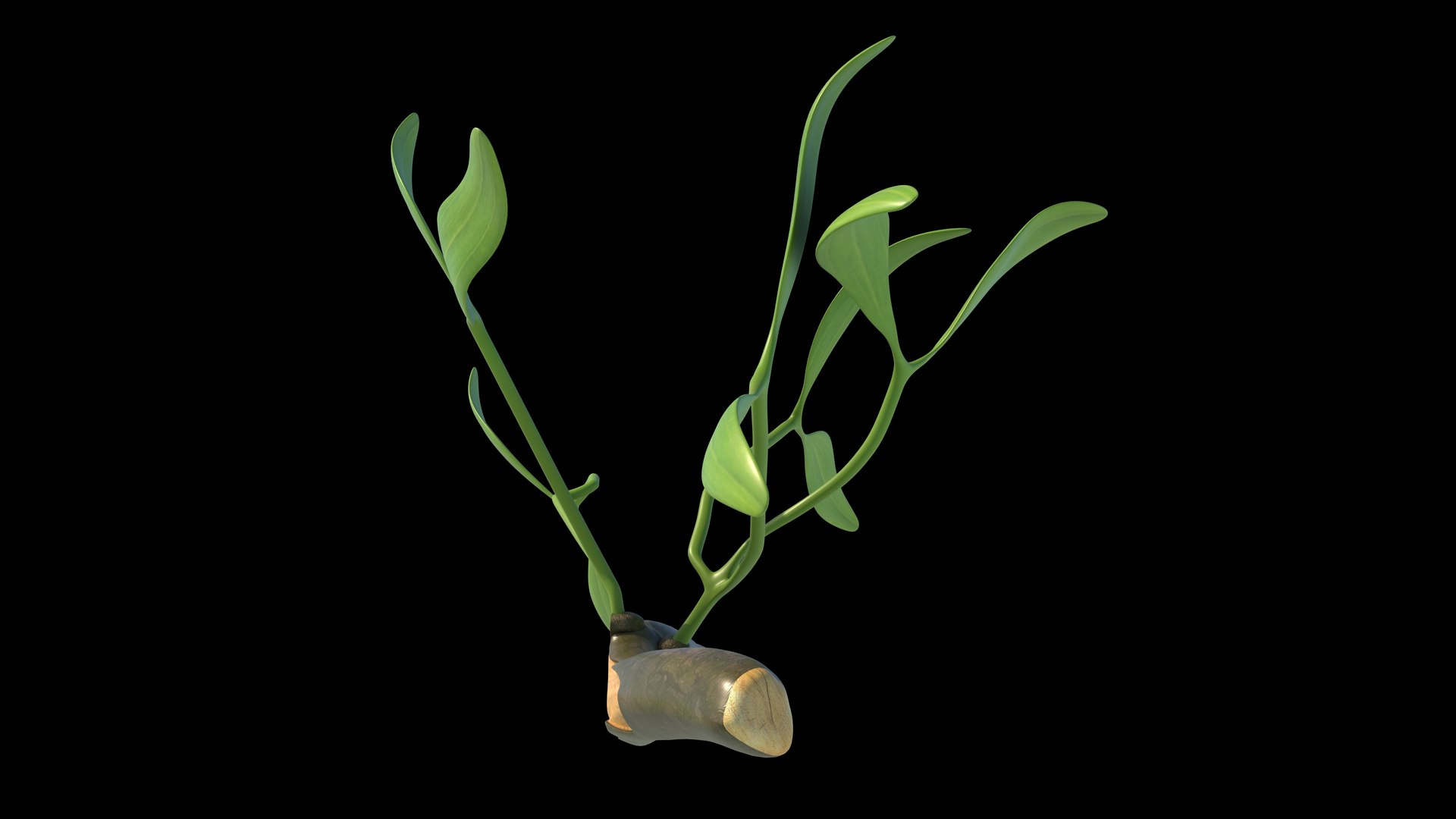 3D Haustoria - TurboSquid 2220139