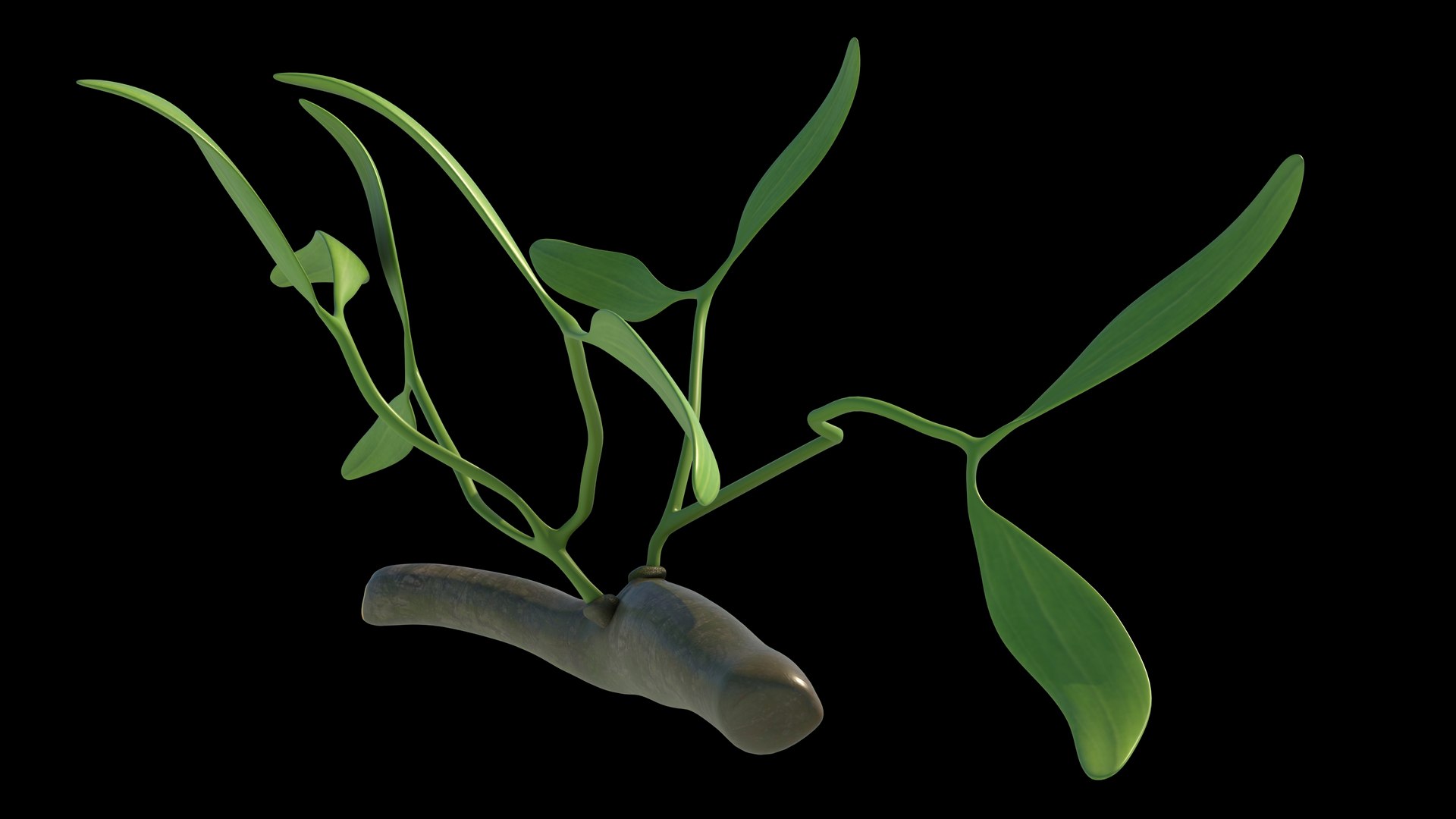 3D Haustoria - TurboSquid 2220139