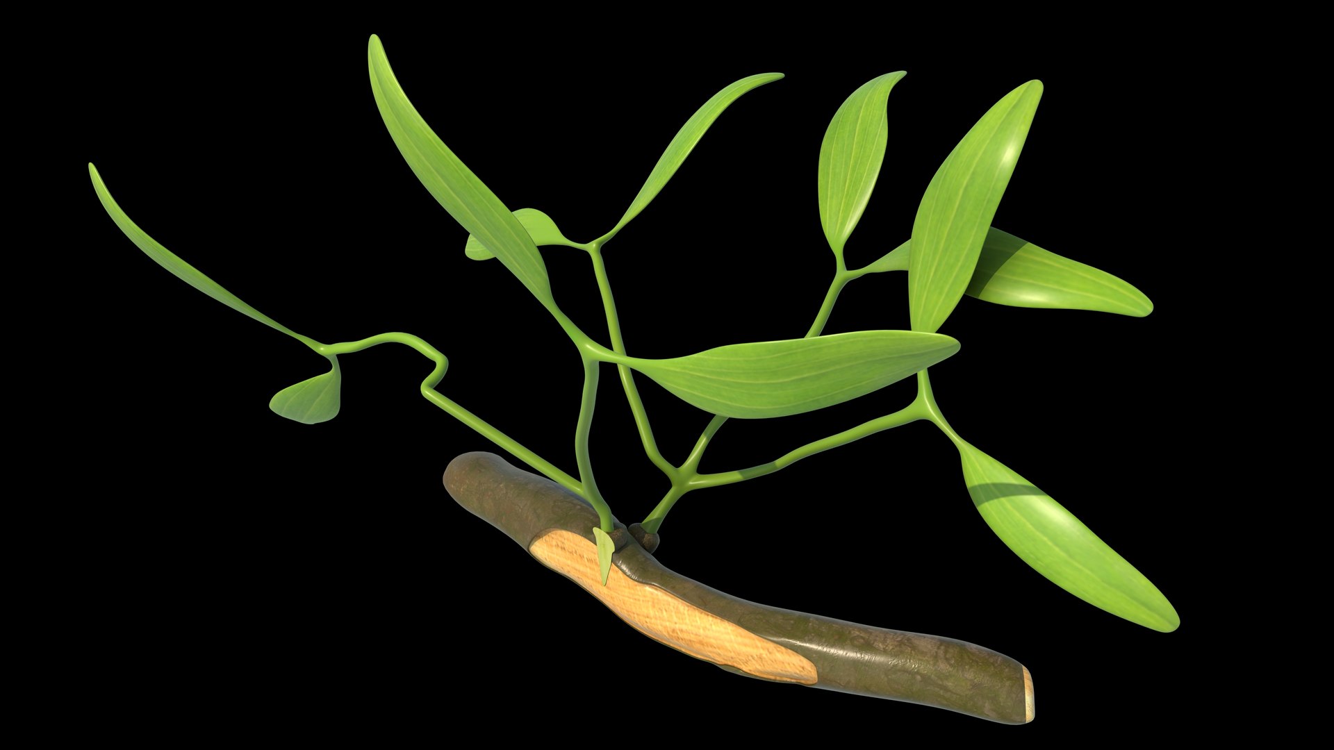 3D Haustoria - TurboSquid 2220139